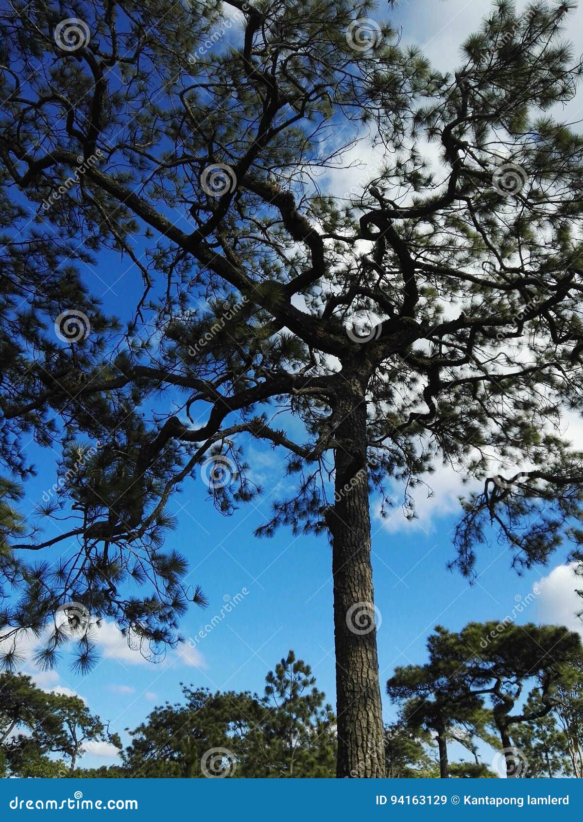 Albero di pino immagine stock. Immagine di pino, vecchio - 94163129