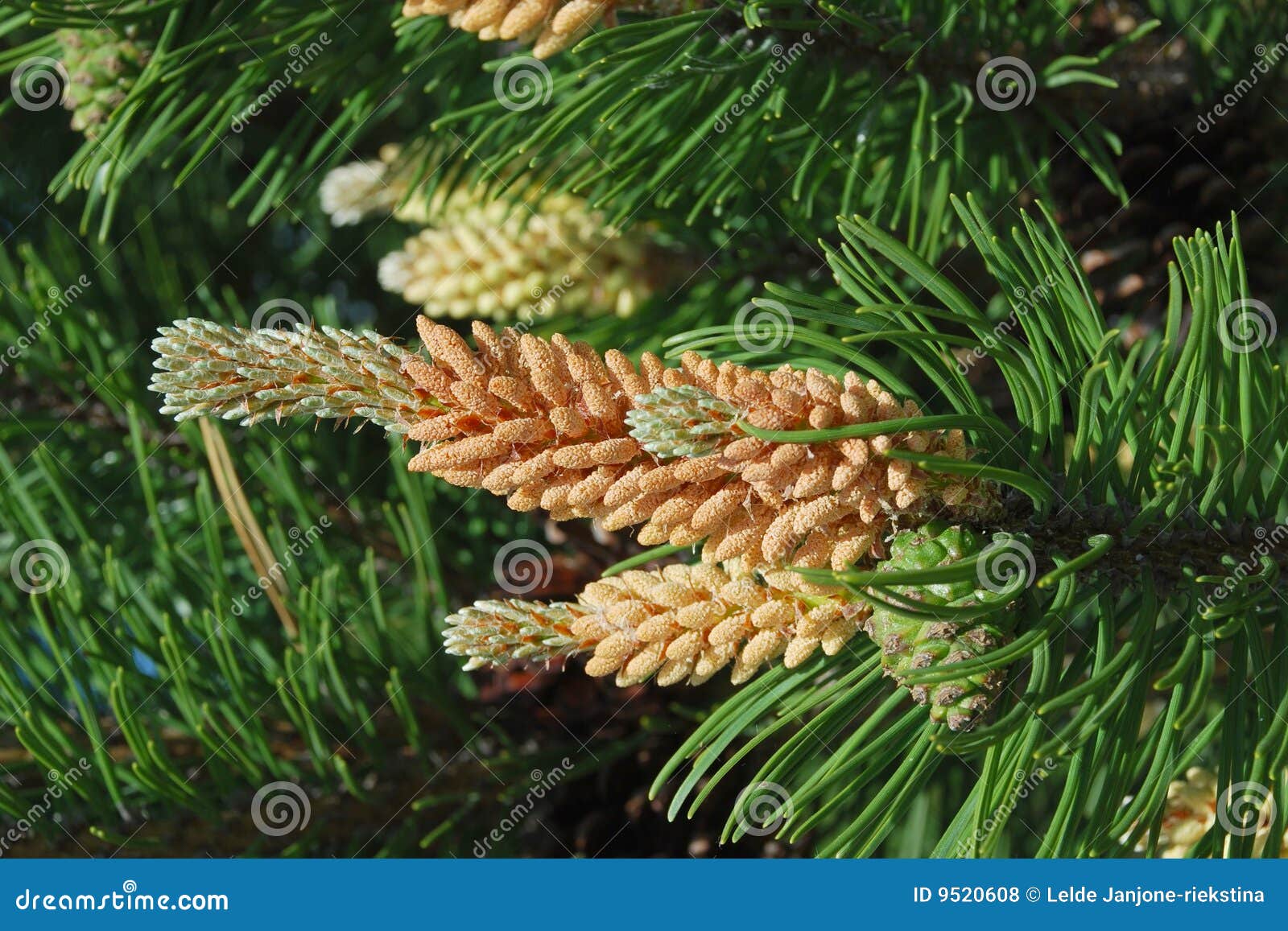 Albero di pino fotografia stock. Immagine di selva, foglio - 9520608