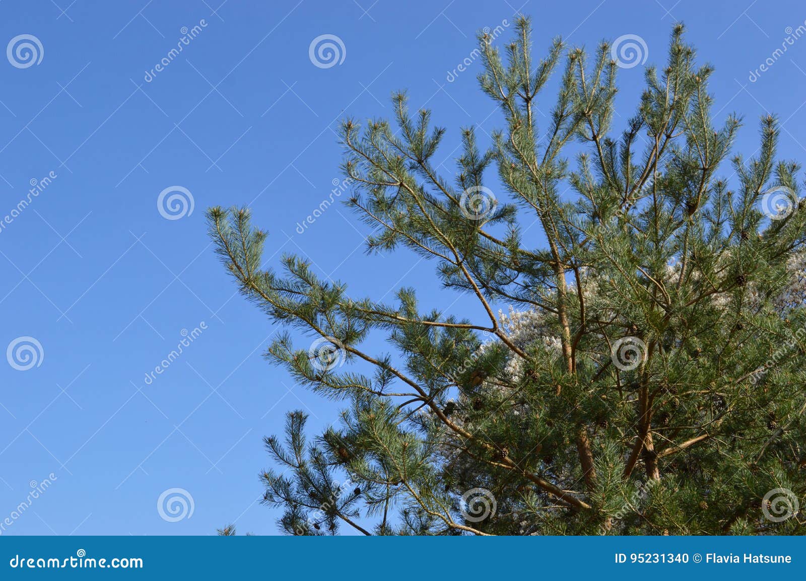 Albero di pino fotografia stock. Immagine di nave, pino - 95231340