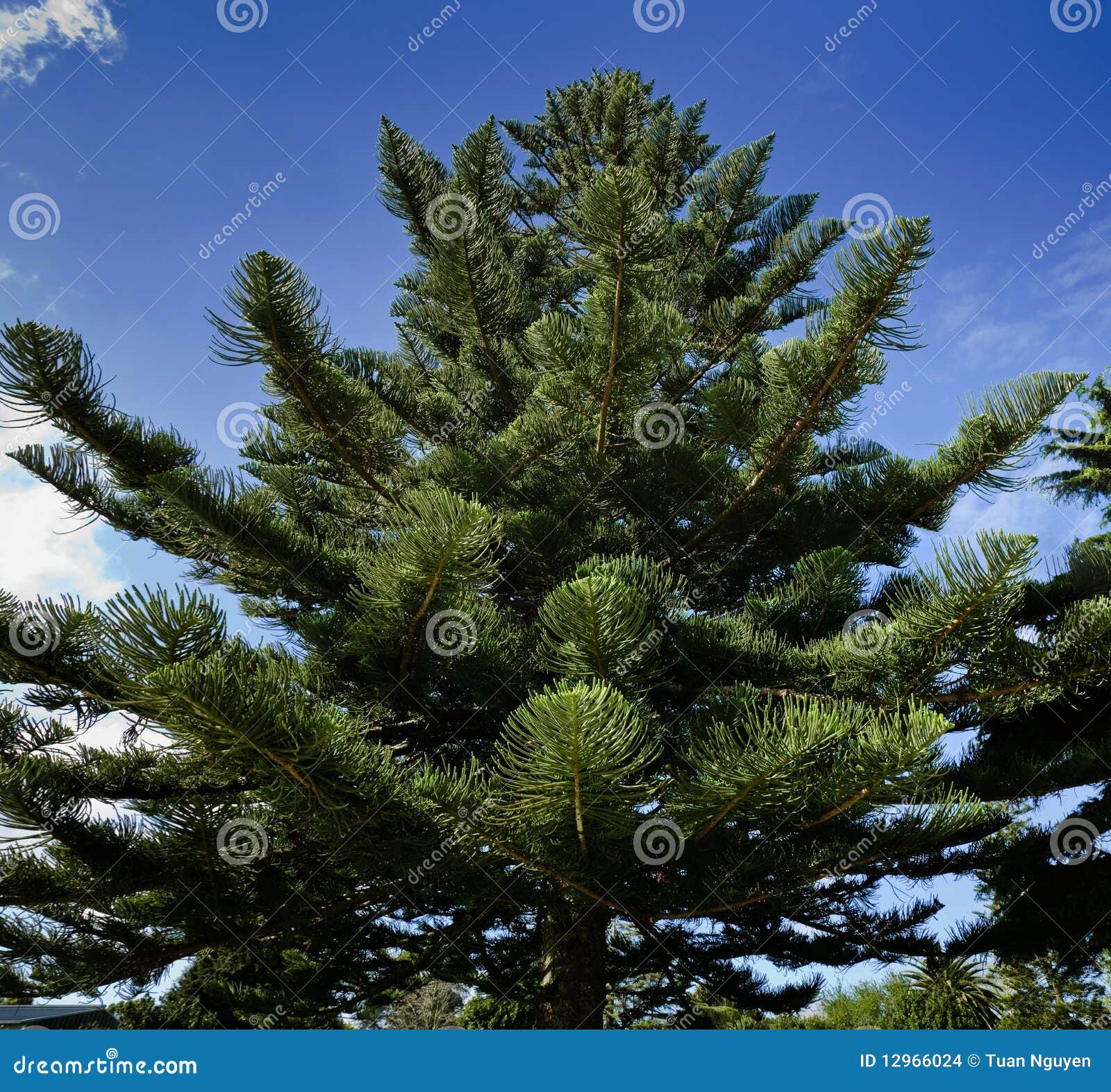 Albero Di Pino Della Douglas Fotografia Stock - Immagine di pomeriggio ...