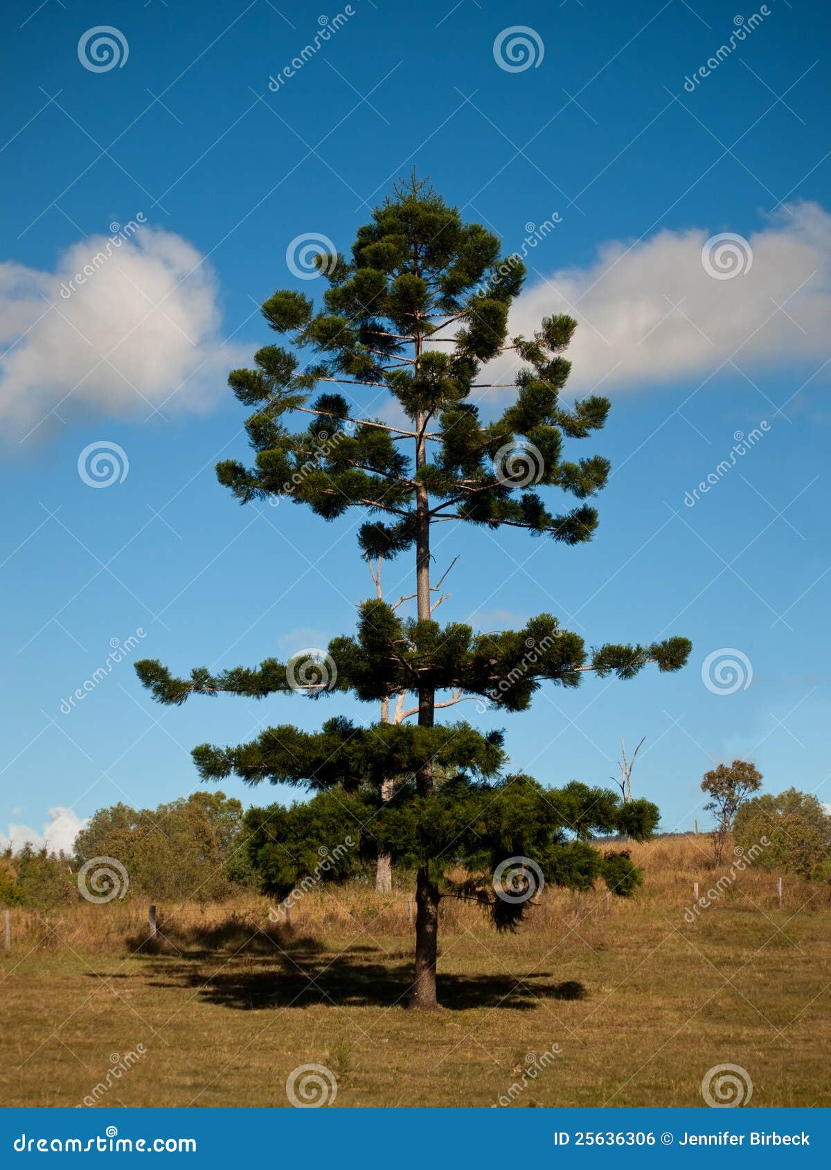 Albero di pino di Bunya fotografia stock. Immagine di paese - 25636306