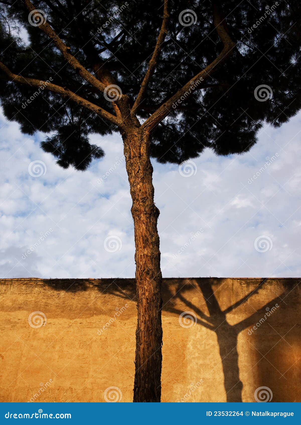 Albero di pino di Roma fotografia stock. Immagine di albero - 23532264