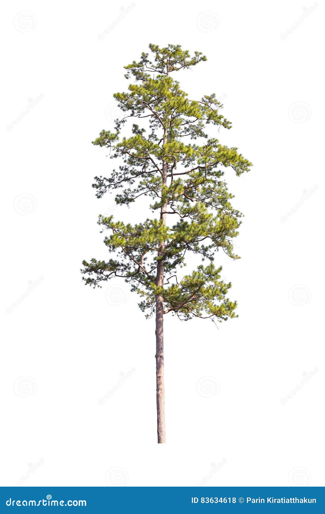 Albero Di Pino Isolato Su Bianco Fotografia Stock - Immagine di forte ...
