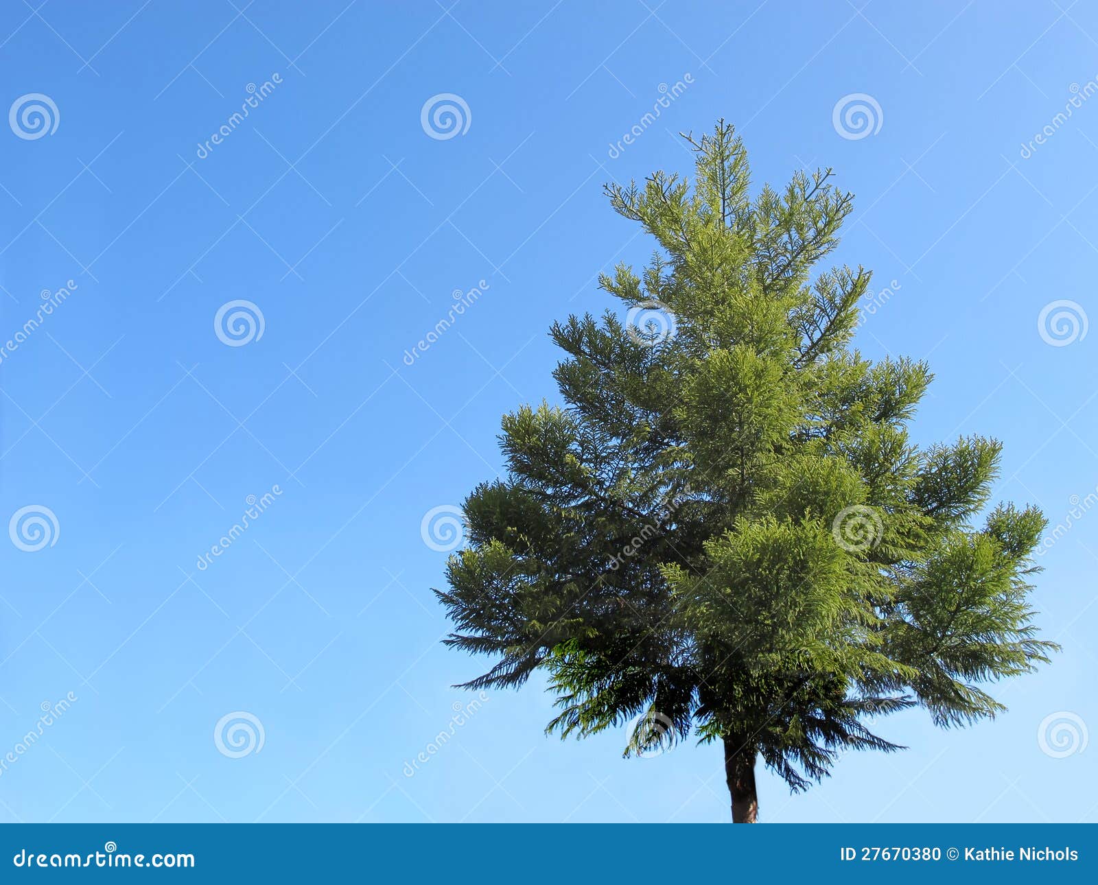 Albero Di Pino Isolato Su Cielo Blu Fotografia Stock - Immagine di ...