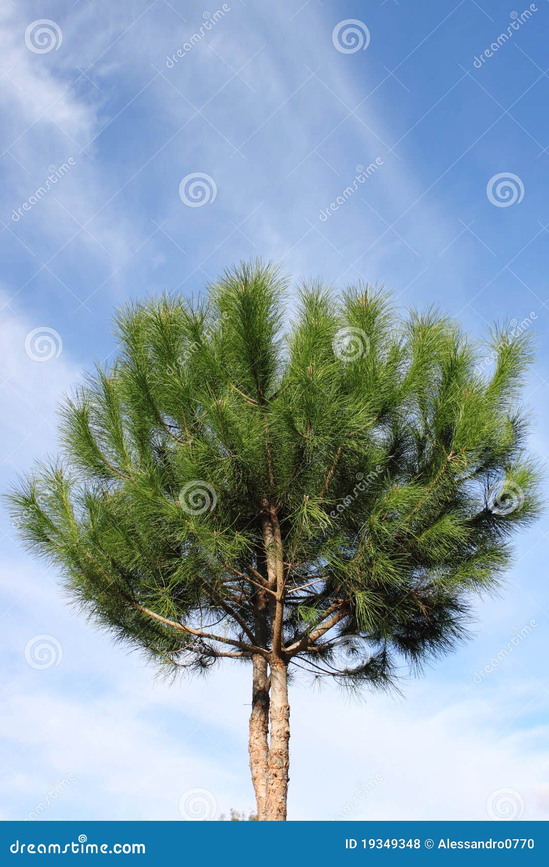 Albero di pino marittimo fotografia stock. Immagine di parco - 19349348