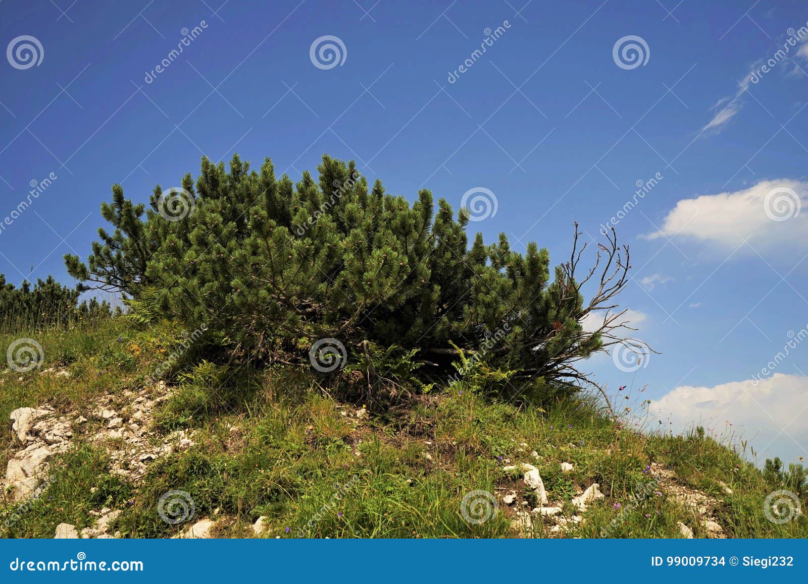 Albero di pino mugo fotografia stock. Immagine di avventura - 99009734