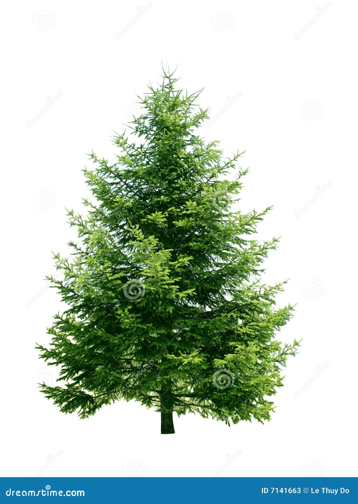 Albero di pino verde immagine stock. Immagine di immagine - 7141663