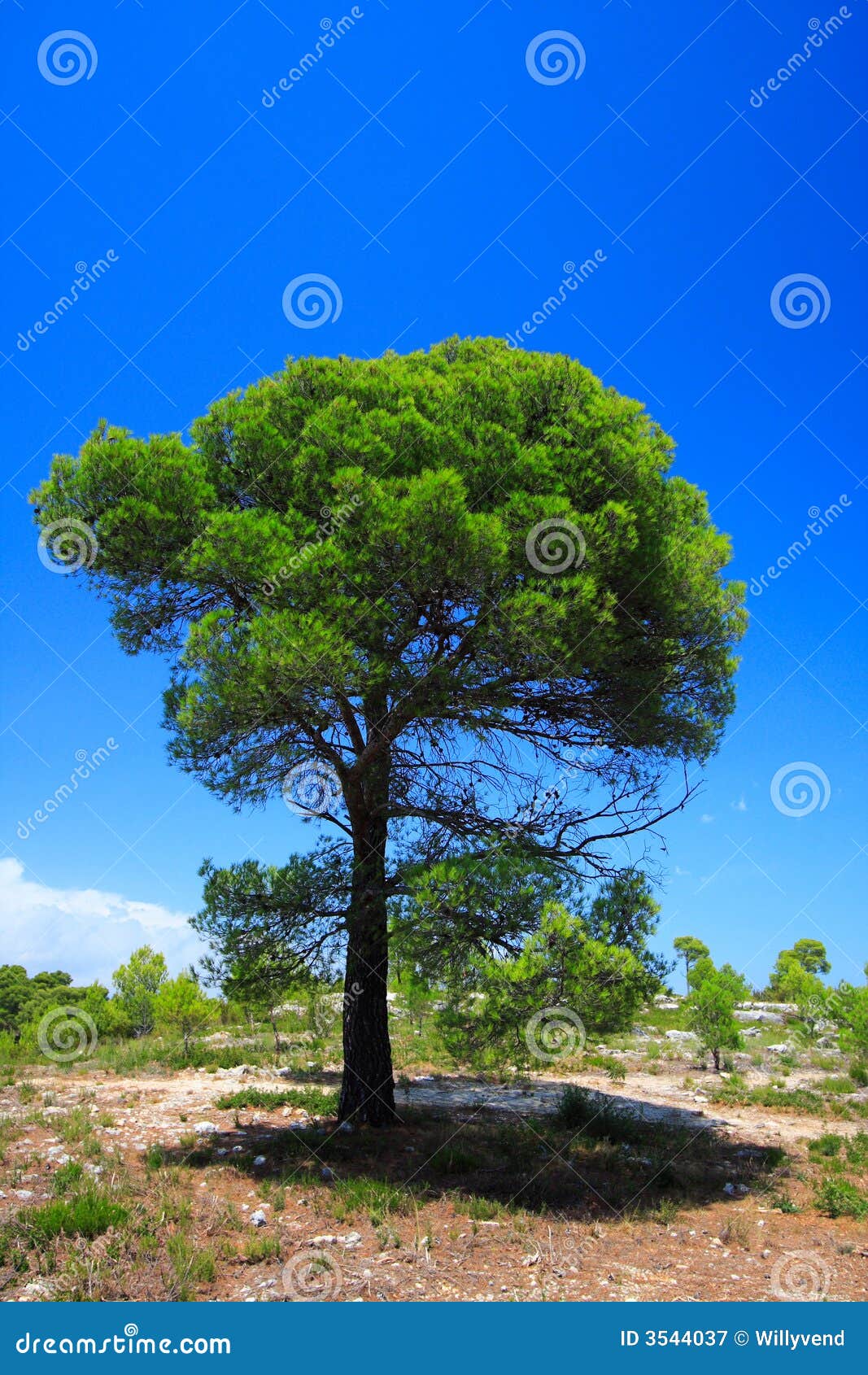 Albero Di Pino Verde Isolato Immagine Stock - Immagine di calcare ...