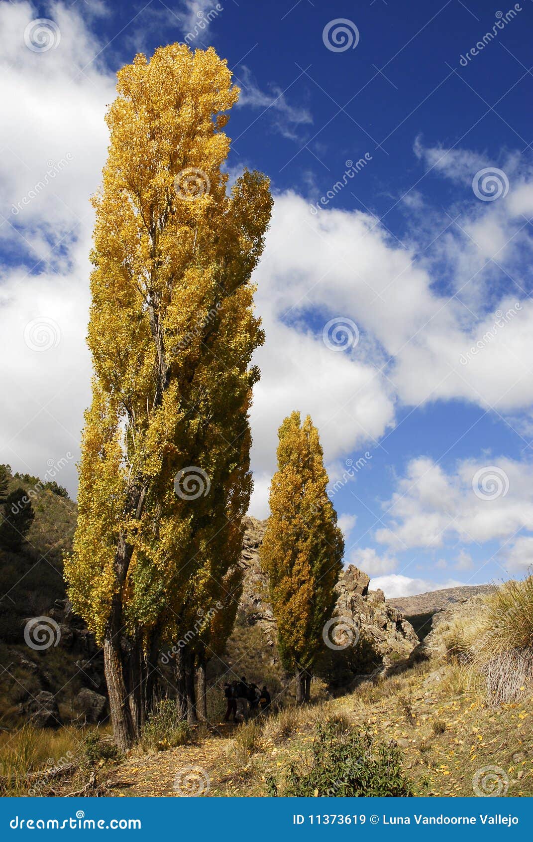 Albero Di Pioppo in Autunno Immagine Stock - Immagine di ambiente, nube ...