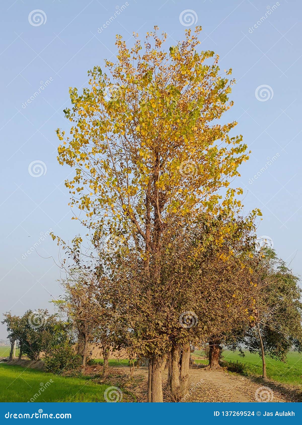 Albero di pioppo inaridito fotografia stock. Immagine di campi - 137269524