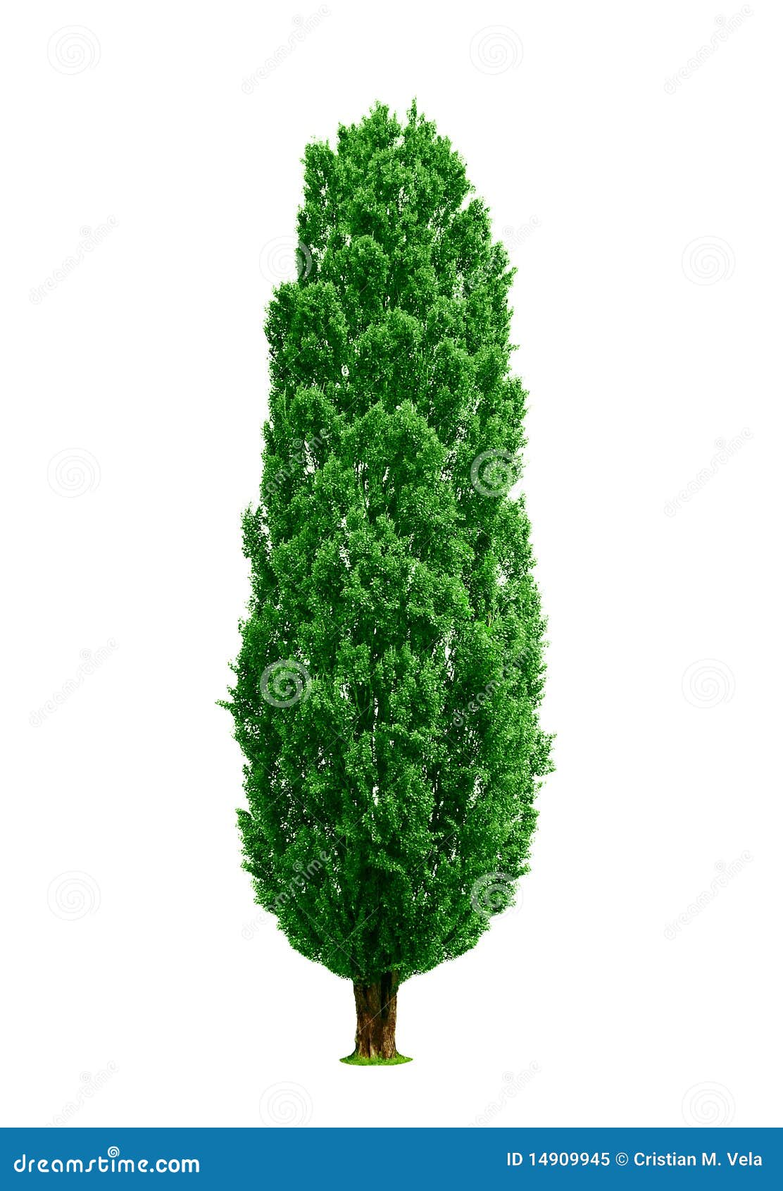 Albero di pioppo isolato immagine stock. Immagine di fogliame - 14909945