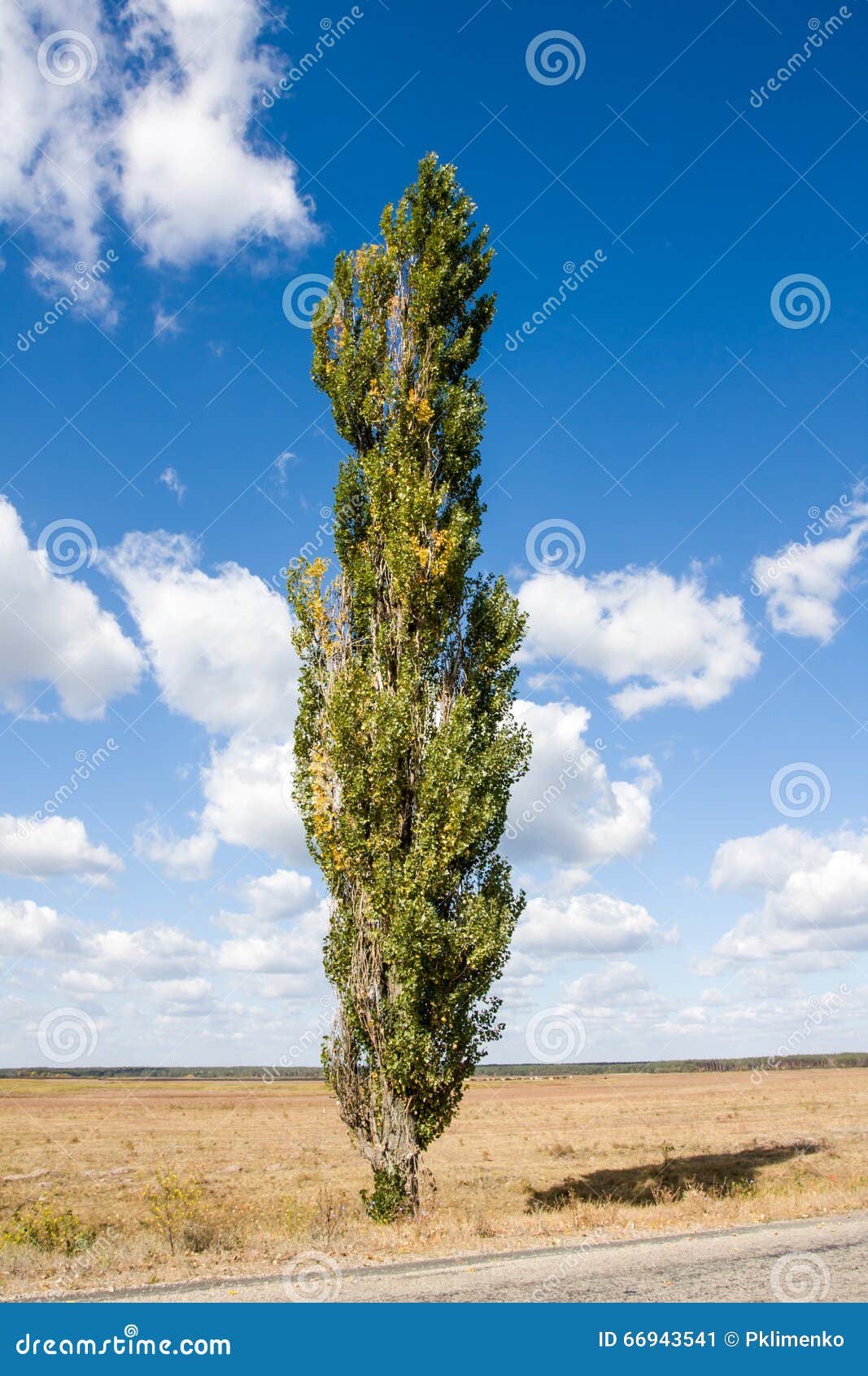 Albero di pioppo solo immagine stock. Immagine di nave - 66943541