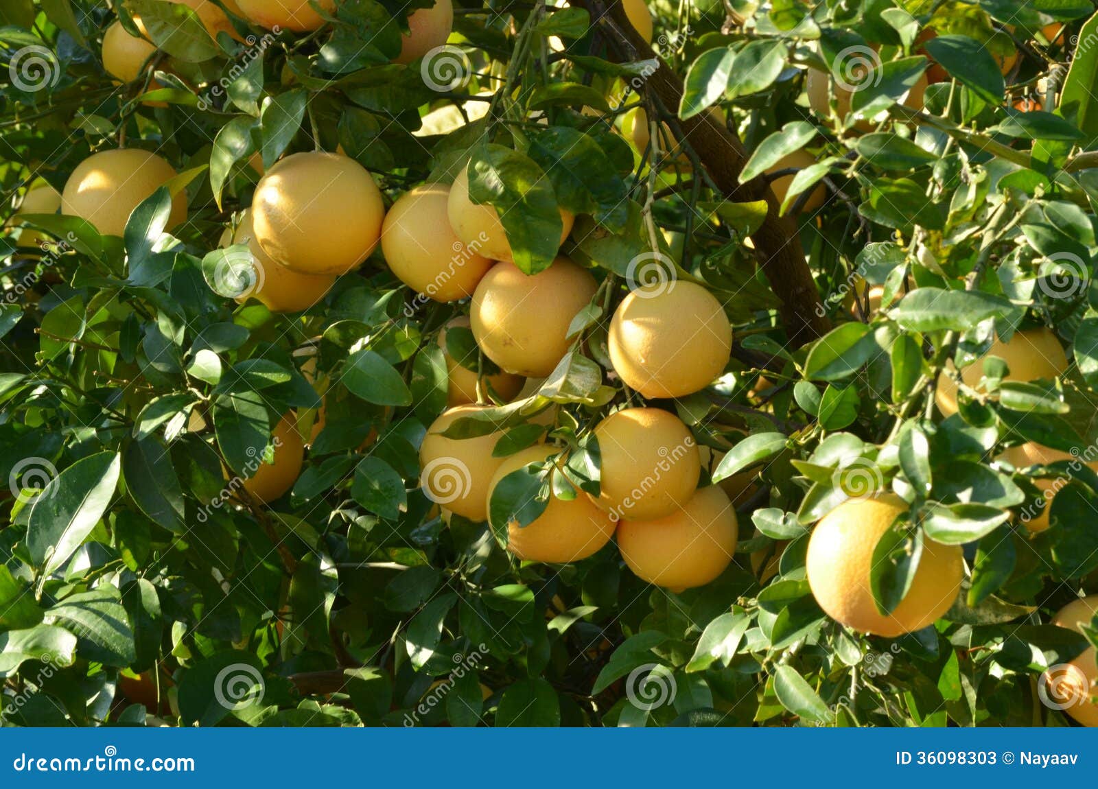 Albero di pompelmo immagine stock. Immagine di foglio - 36098303