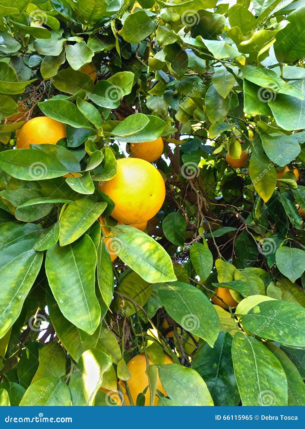 Albero di pompelmo immagine stock. Immagine di soleggiato - 66115965