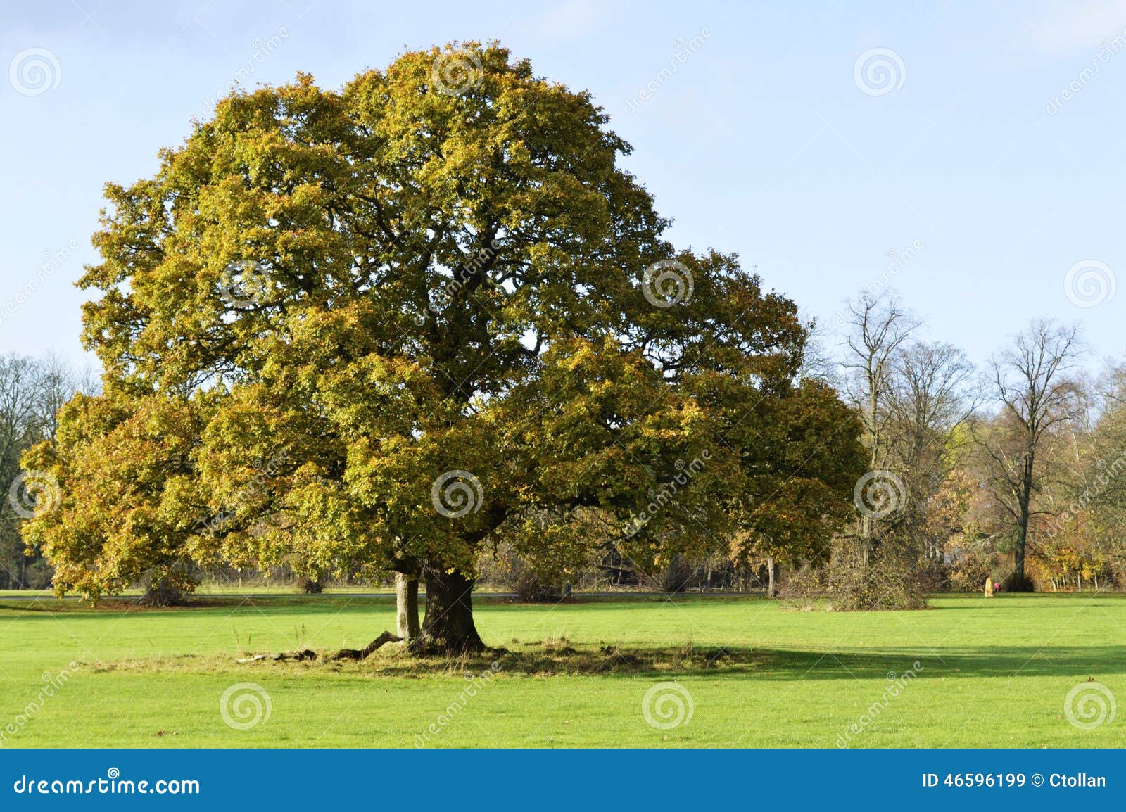 Albero di quercia immagine stock. Immagine di ambiente - 46596199