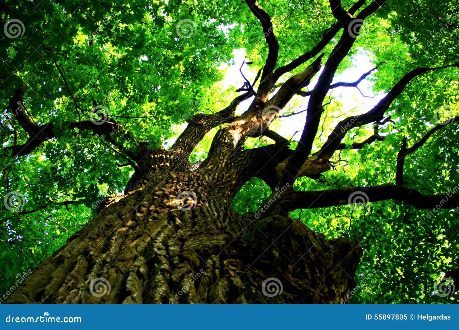 Albero di quercia immagine stock. Immagine di tronco - 55897805