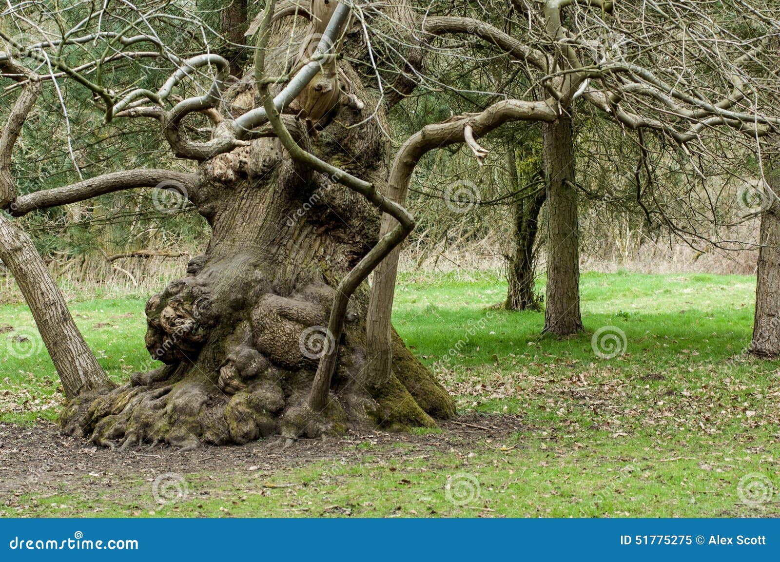 Albero di quercia antico immagine stock. Immagine di conservazione ...