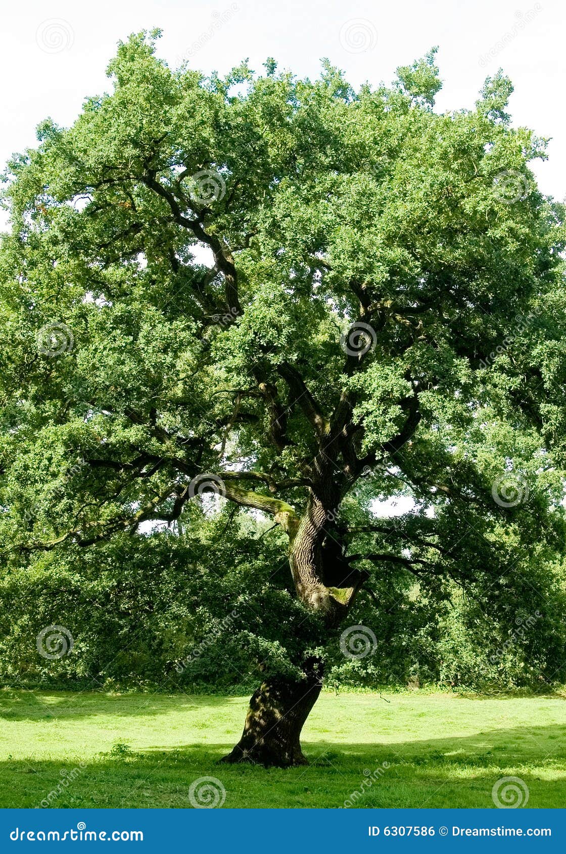 Albero di quercia antico fotografia stock. Immagine di filiali - 6307586