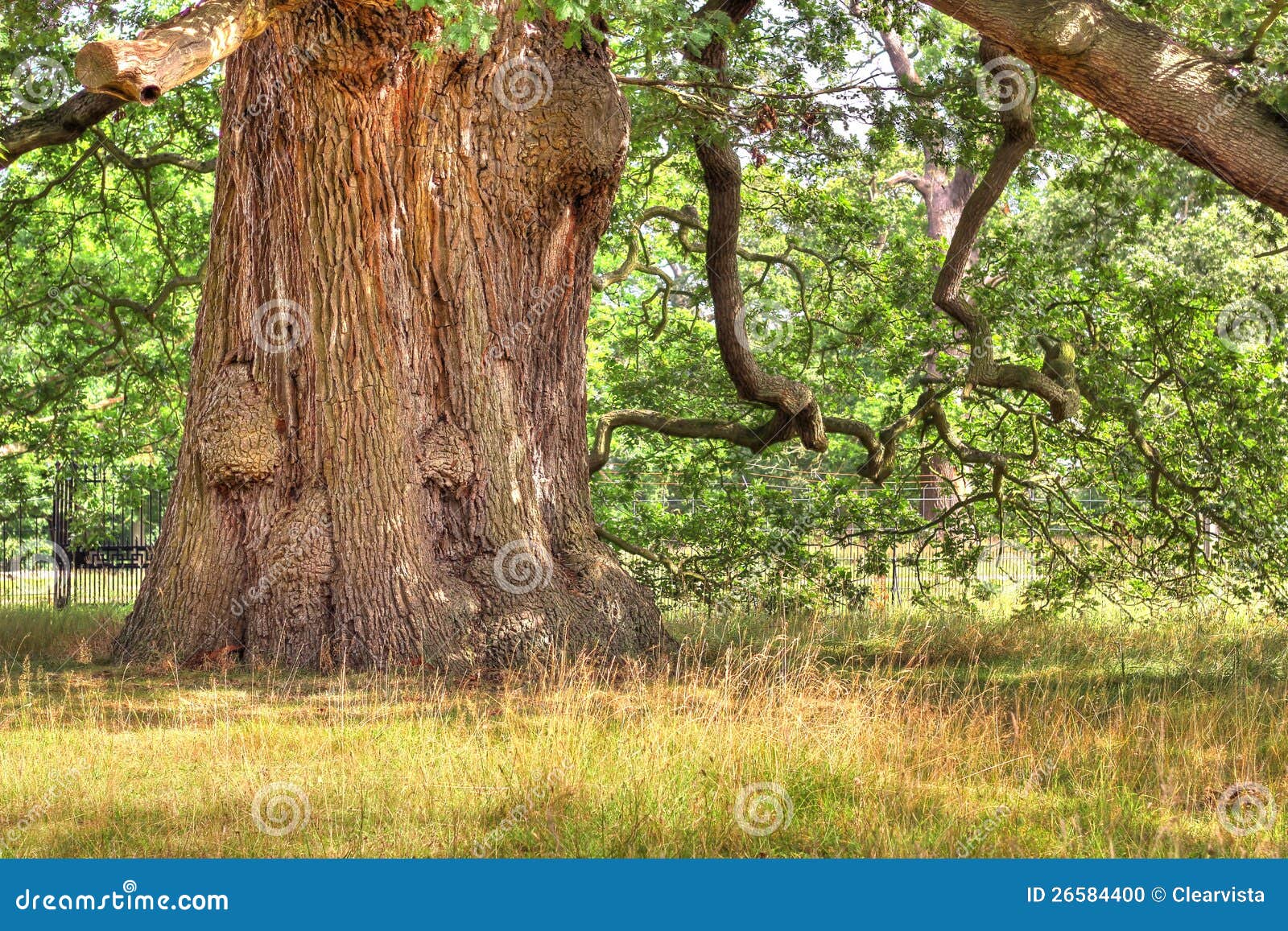Albero Di Quercia Antico HDR. Fotografia Stock - Immagine di albero ...