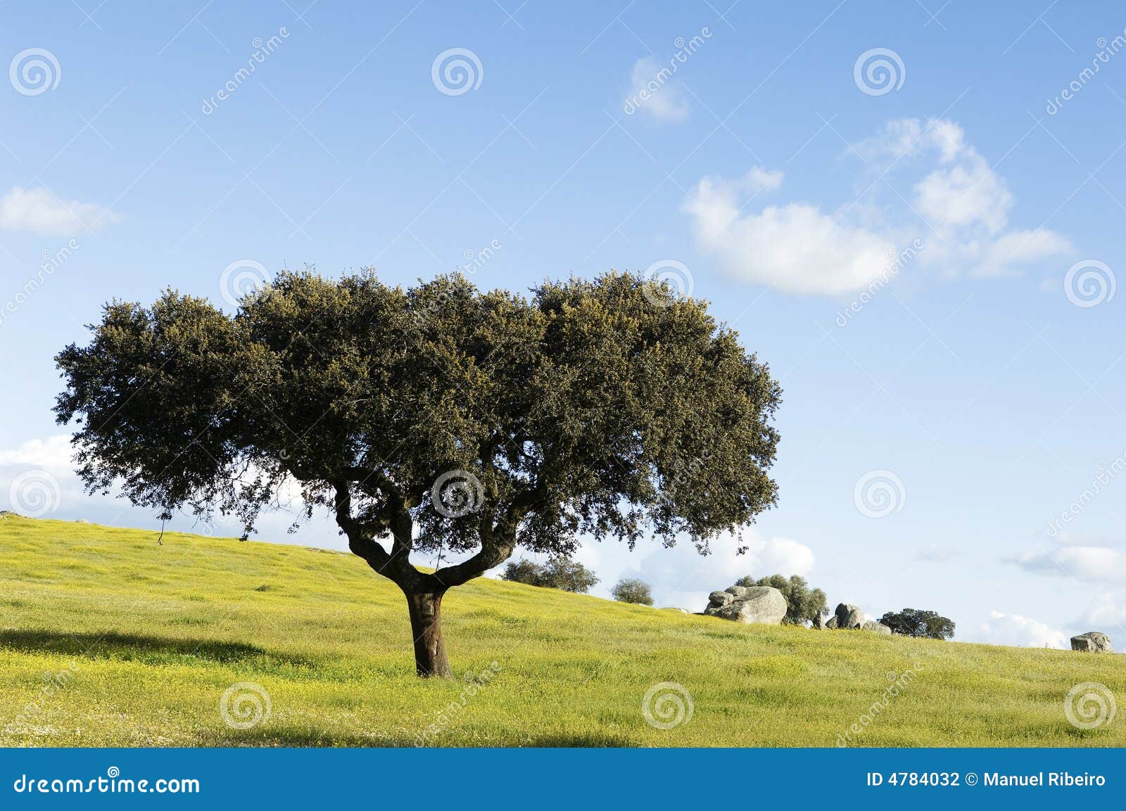 Albero Di Quercia - Ilex Del Quercus Fotografia Stock - Immagine di ...