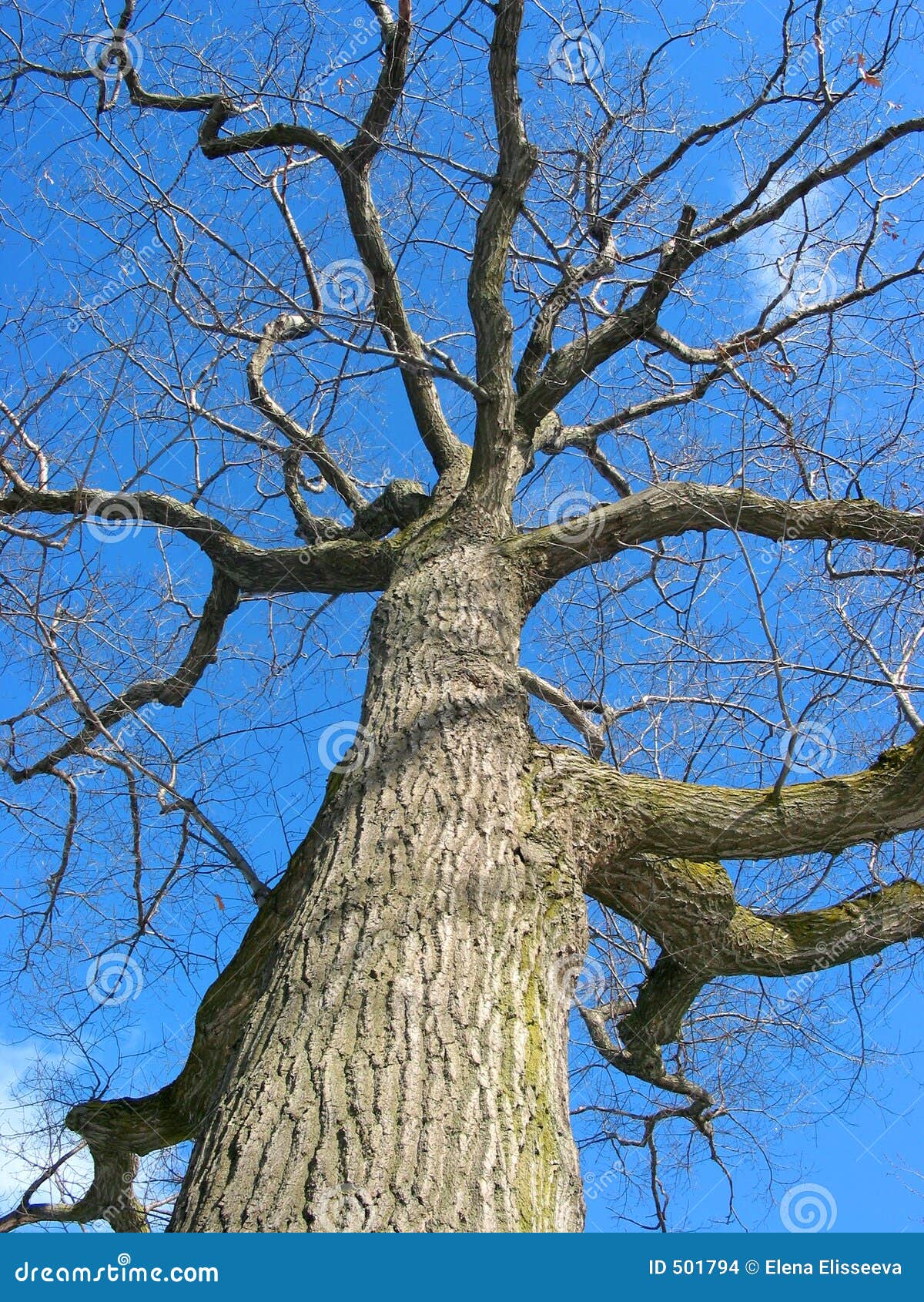Albero Di Quercia in Inverno Fotografia Stock - Immagine di antico ...