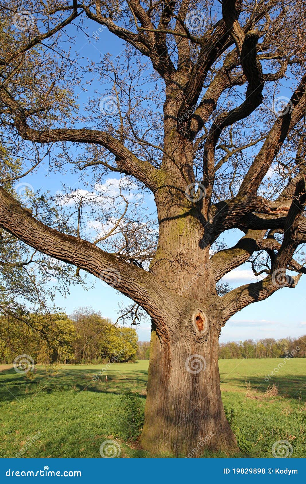 Albero Di Quercia Molto Vecchio in Prato Verde Fotografia Stock ...