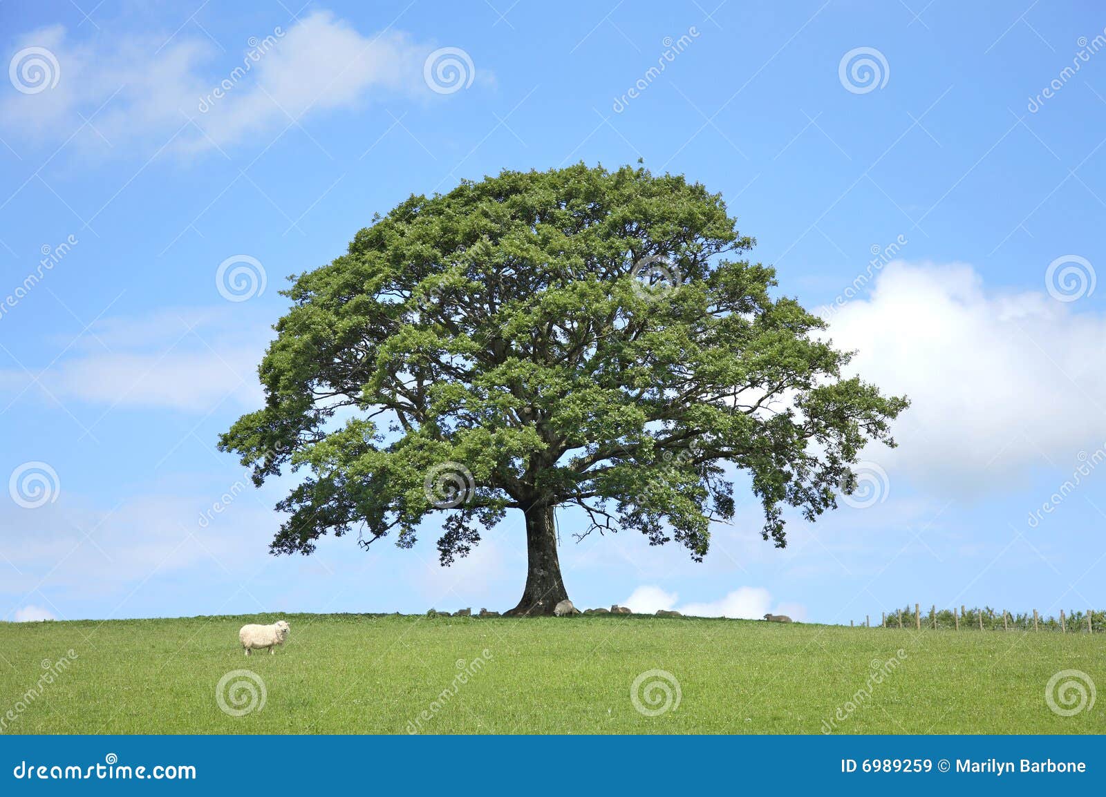 Albero Di Quercia in Primavera Immagine Stock - Immagine di pace ...