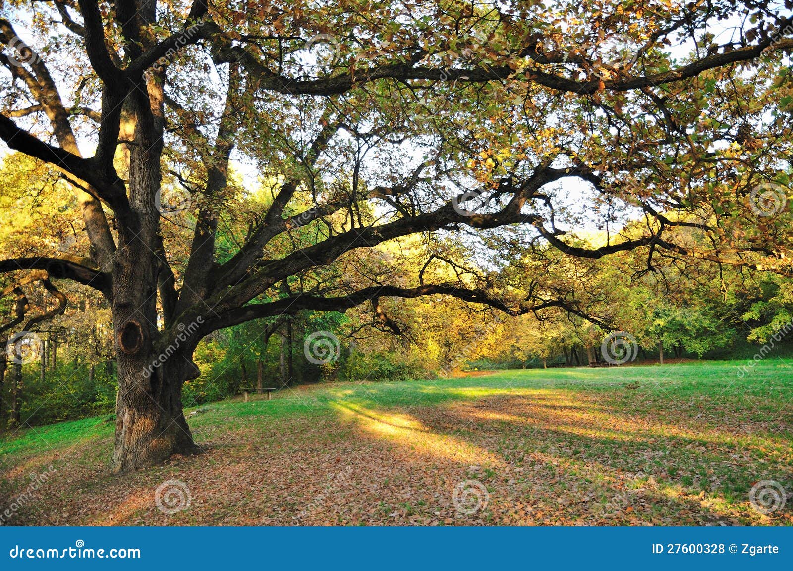 Albero di quercia in sosta fotografia stock. Immagine di parco - 27600328
