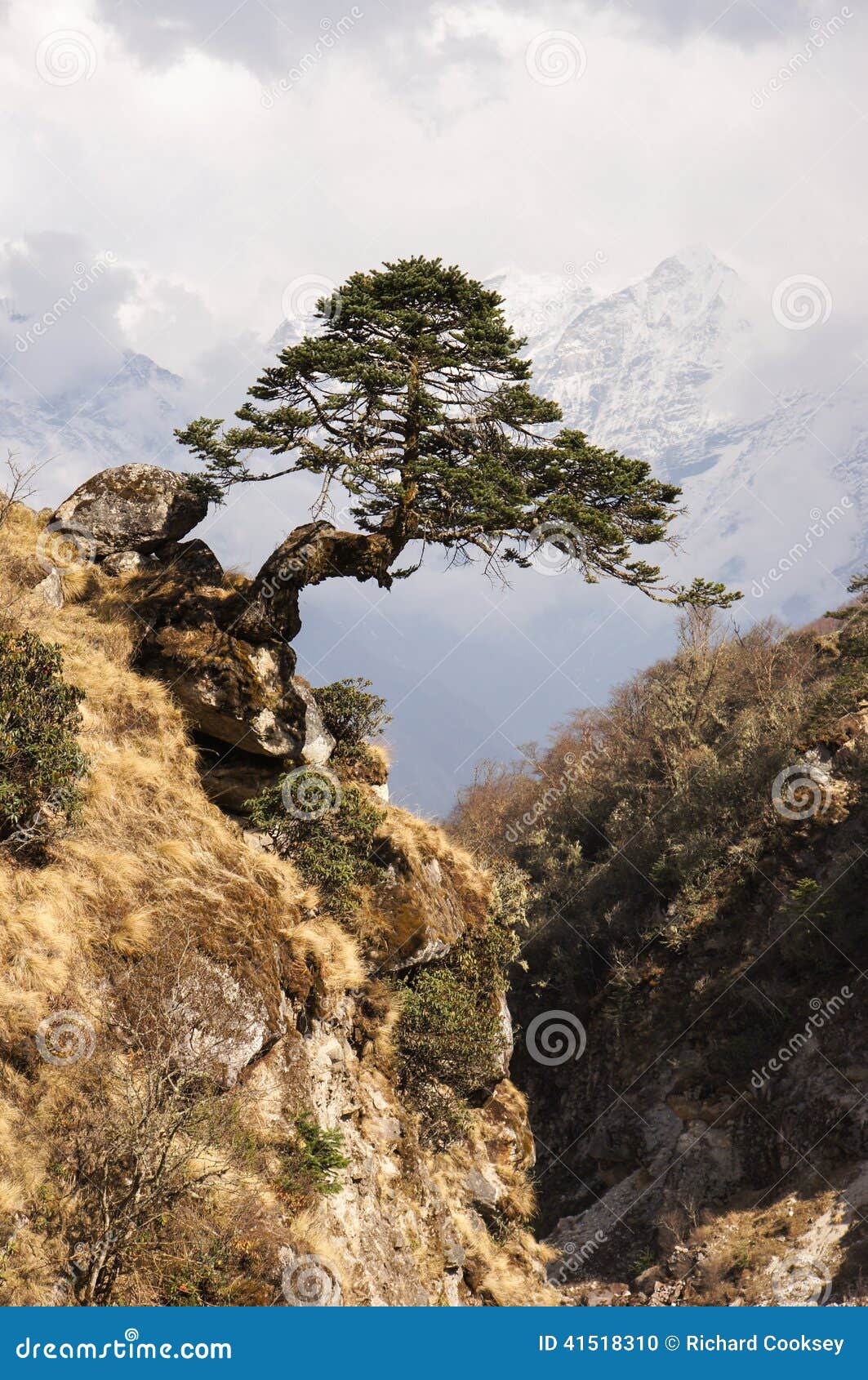 Albero Di Zen Sopra Il Burrone Fotografia Stock - Immagine di viaggio ...