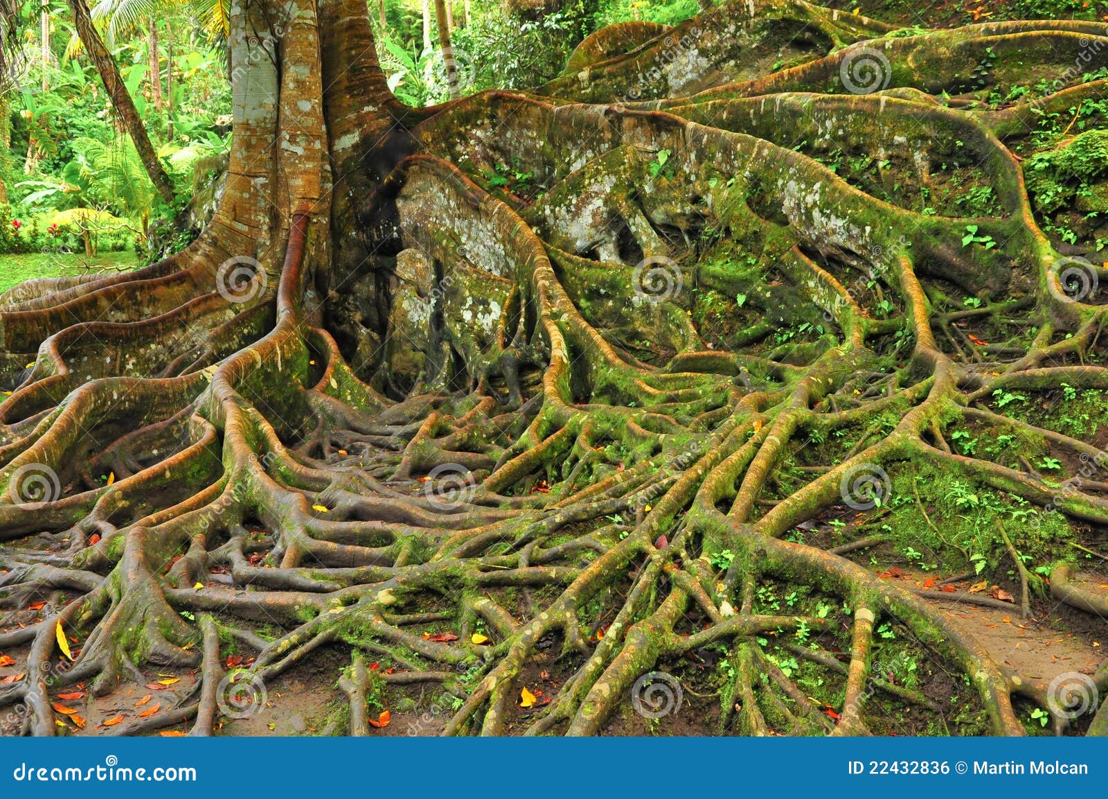Albero Forestale Con Le Radici Fotografia Stock - Immagine di ...
