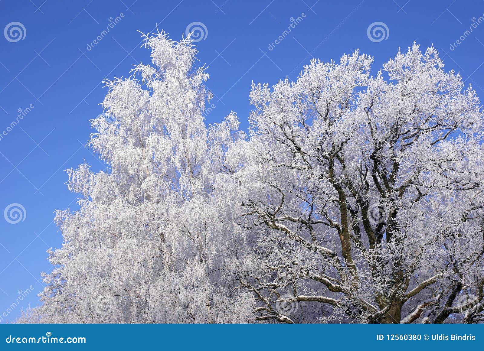 Albero gelido fotografia stock. Immagine di singolo, copia - 12560380