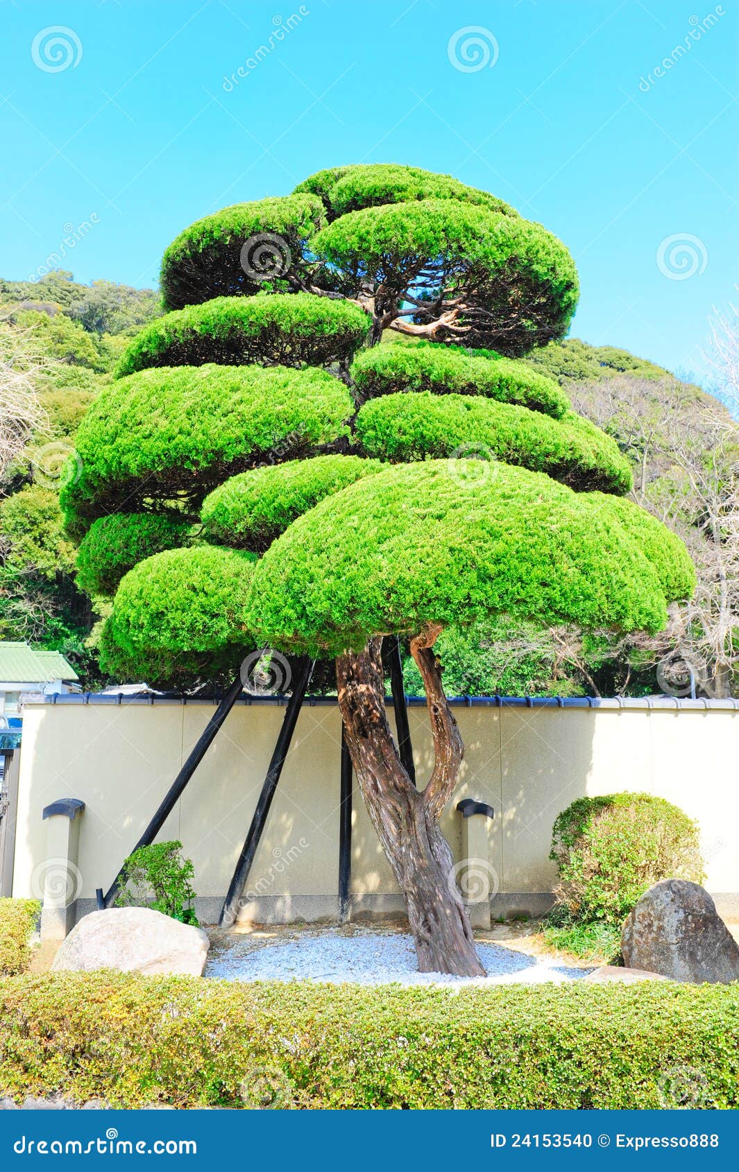 Albero Giapponese Sempreverde Fotografia Stock - Immagine di botanica ...