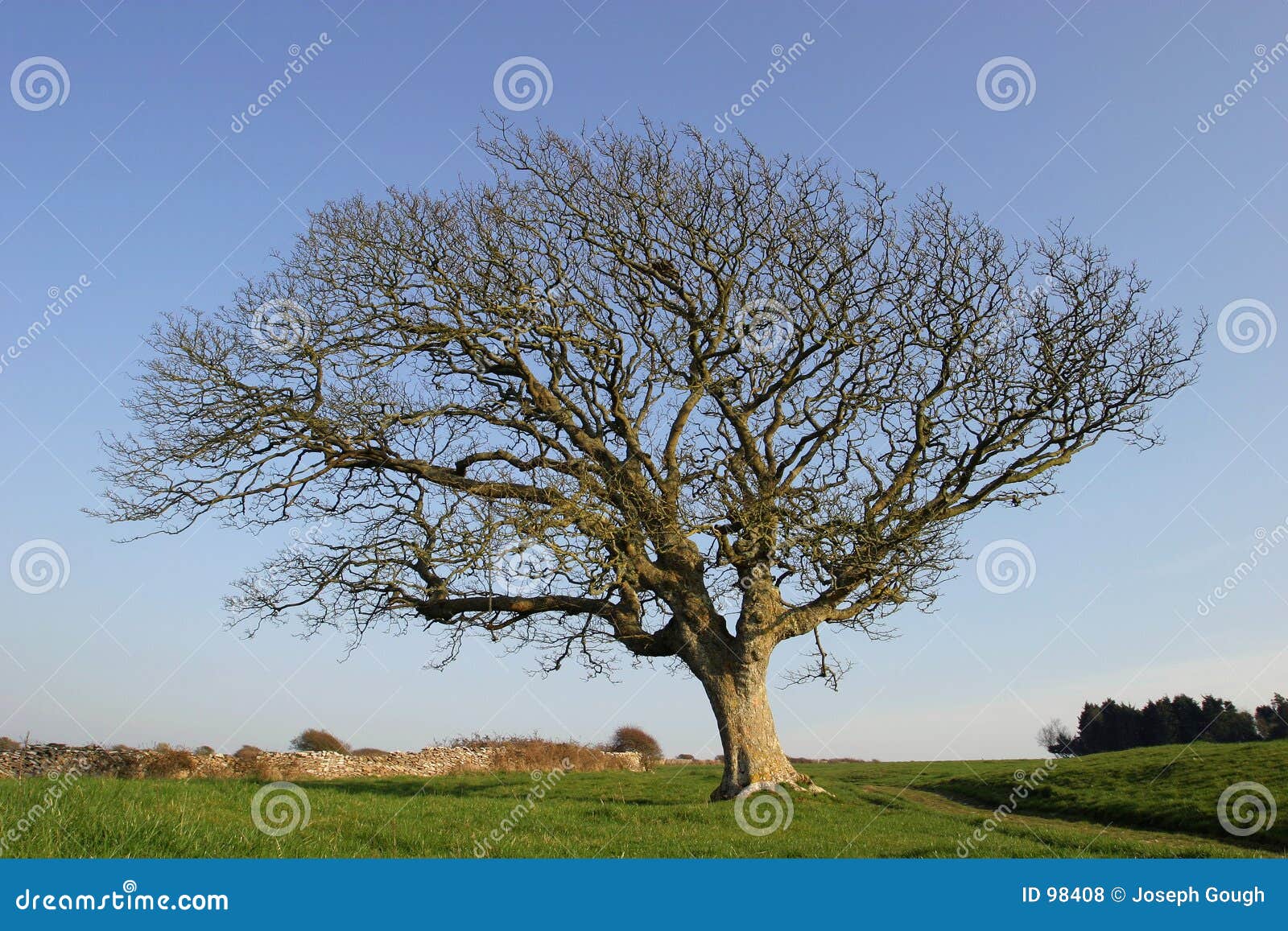 Albero invernale fotografia stock. Immagine di parete, vinificazione ...