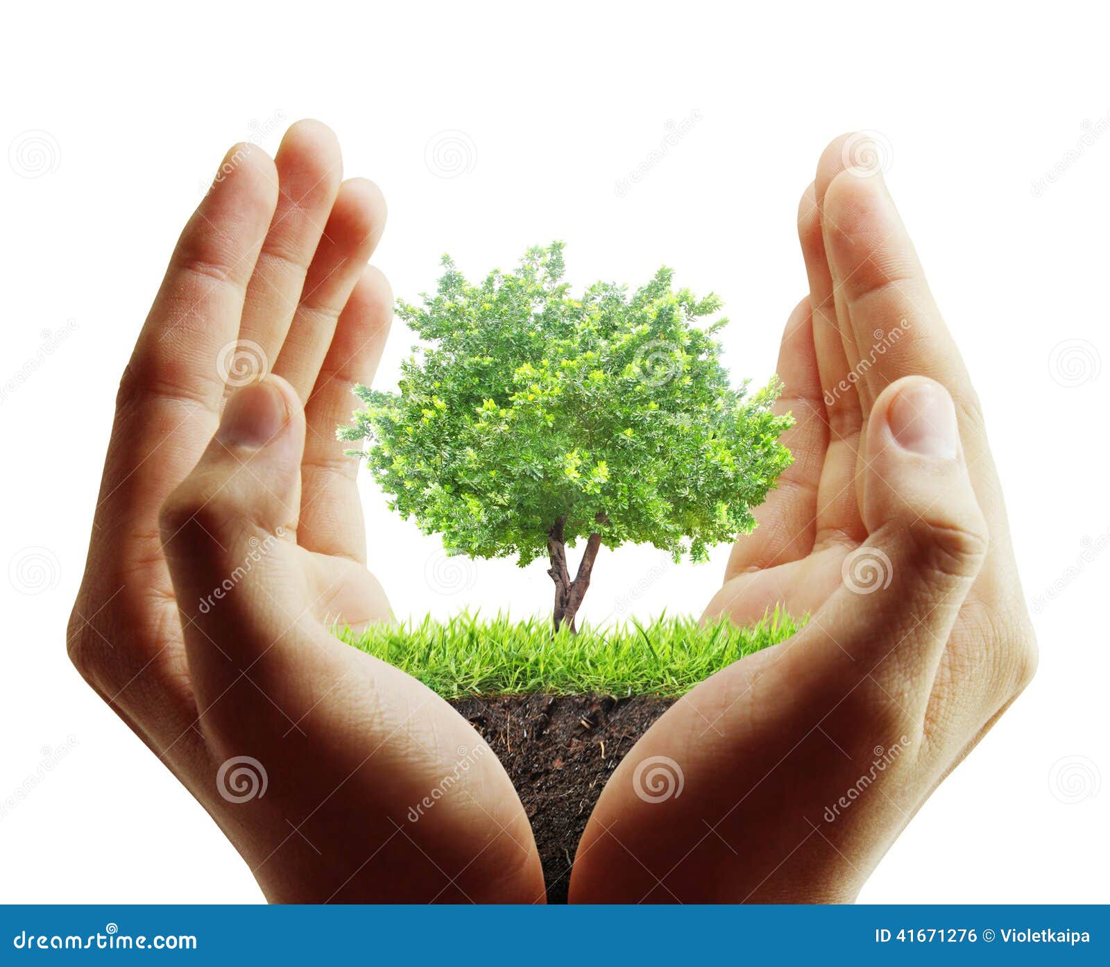 Albero, pianta nella mano fotografia stock. Immagine di cura - 41671276