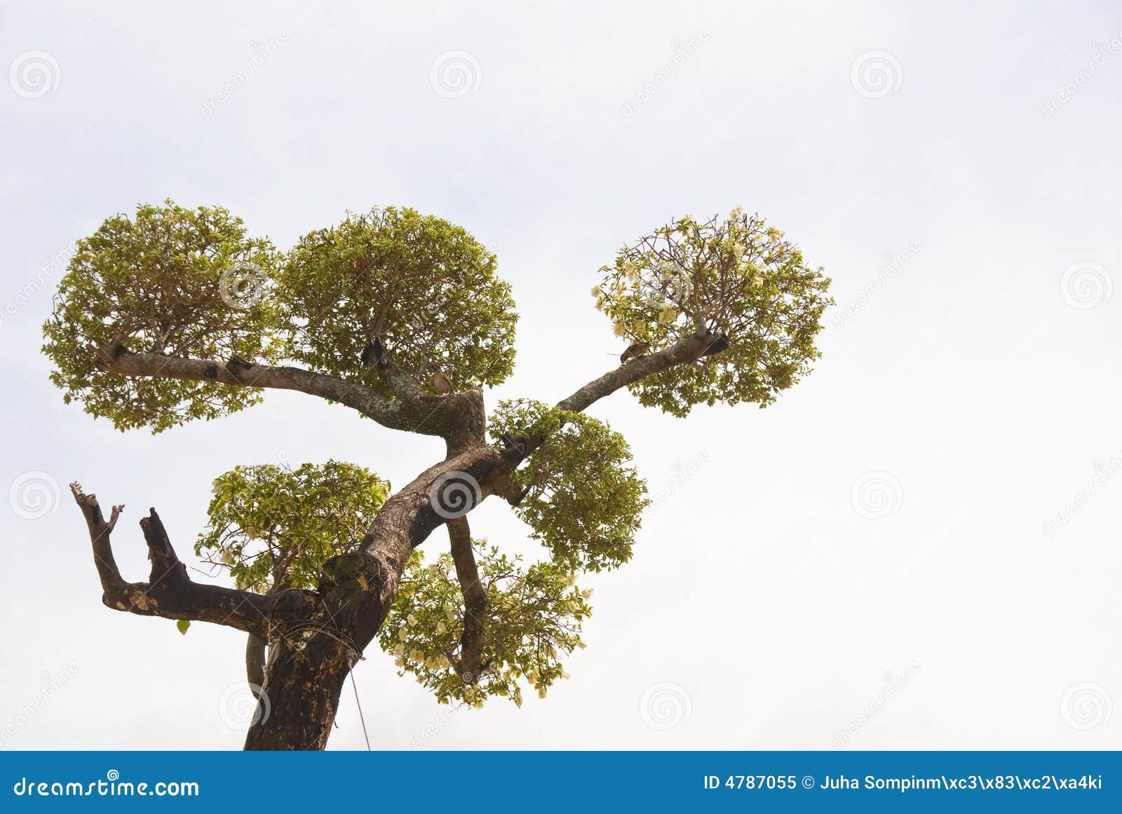 Albero Potato Nello Stile Dei Bonsai Immagine Stock - Immagine di nave ...