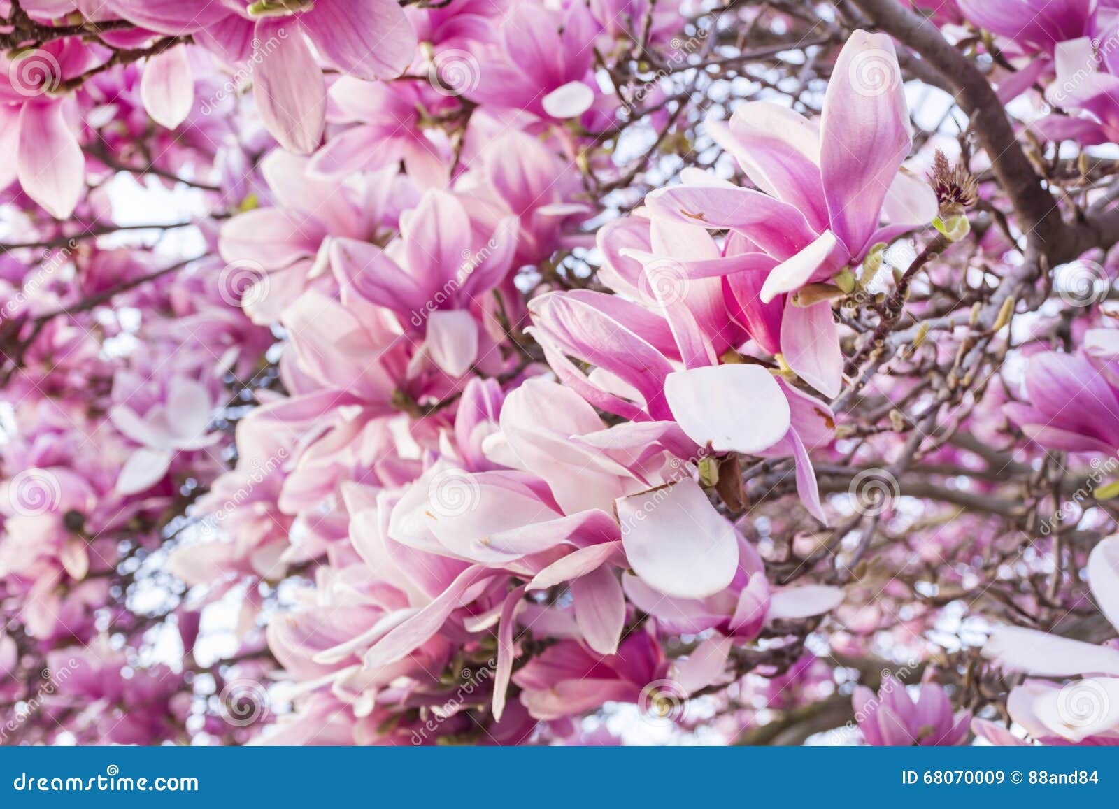 Albero rosa della magnolia immagine stock. Immagine di fioritura - 68070009