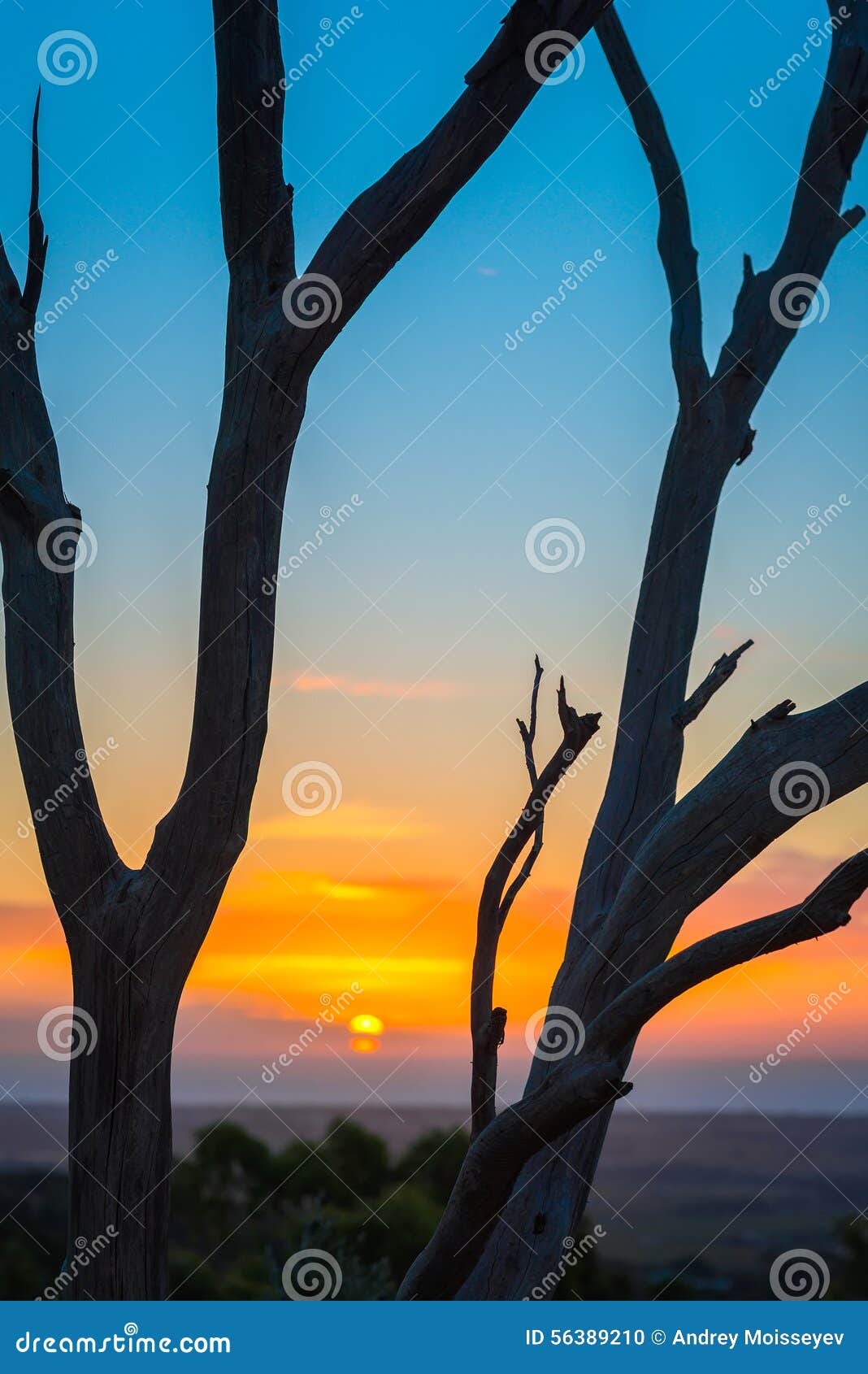 Albero secco al tramonto fotografia stock. Immagine di secco - 56389210