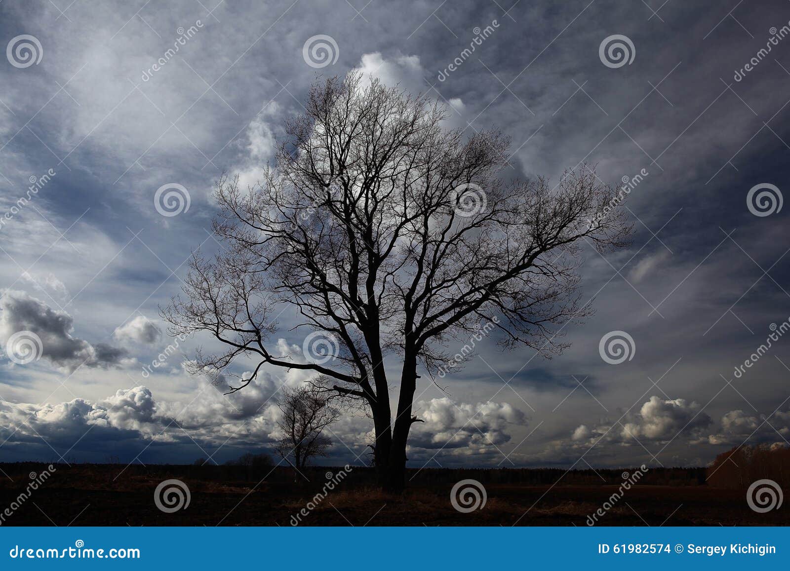 Albero Senza Foglie Nel Campo Di Autunno Fotografia Stock - Immagine di ... Albero Senza Foglie Nel Campo Di Autunno Fotografia Stock - Immagine di ...
