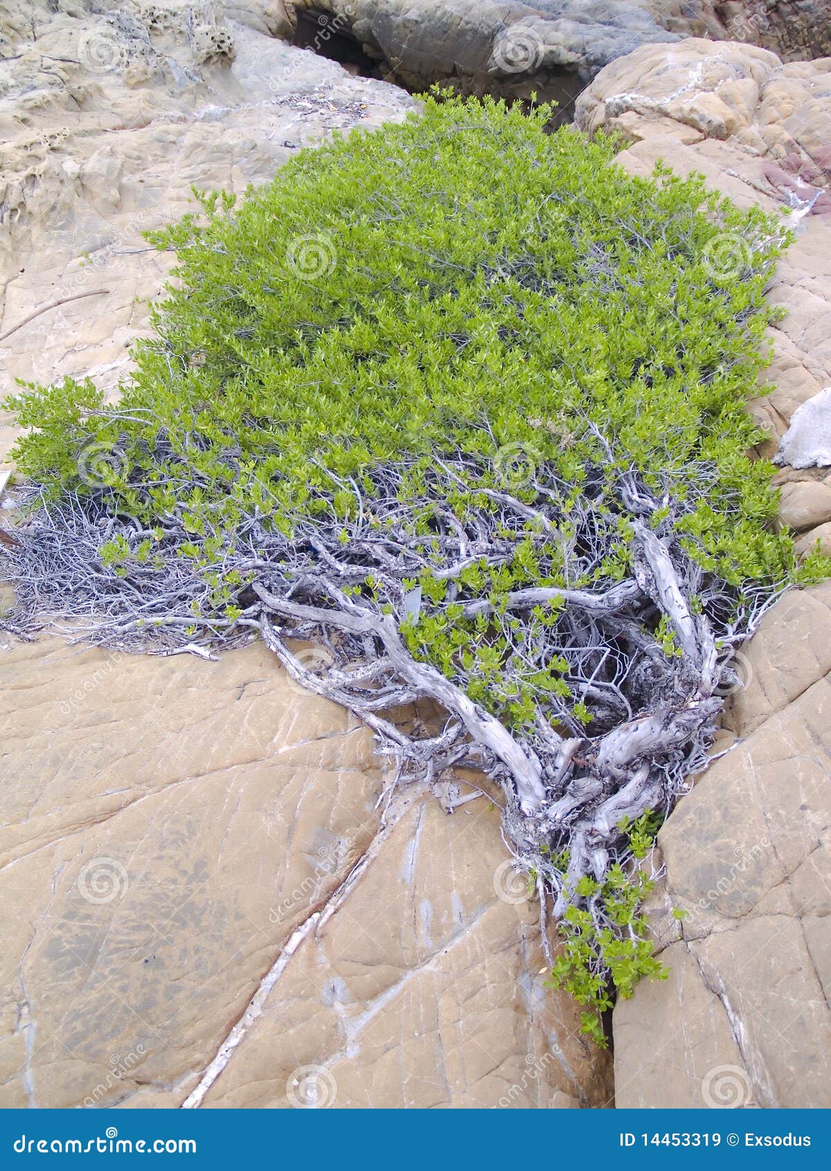 Albero su una roccia immagine stock. Immagine di estratto - 14453319