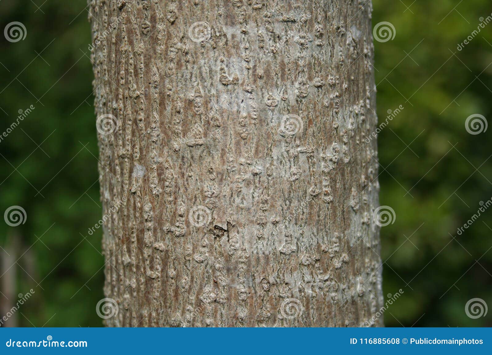 Albero, Tronco, Legno, Ramo Immagine. Immagine: 116885608