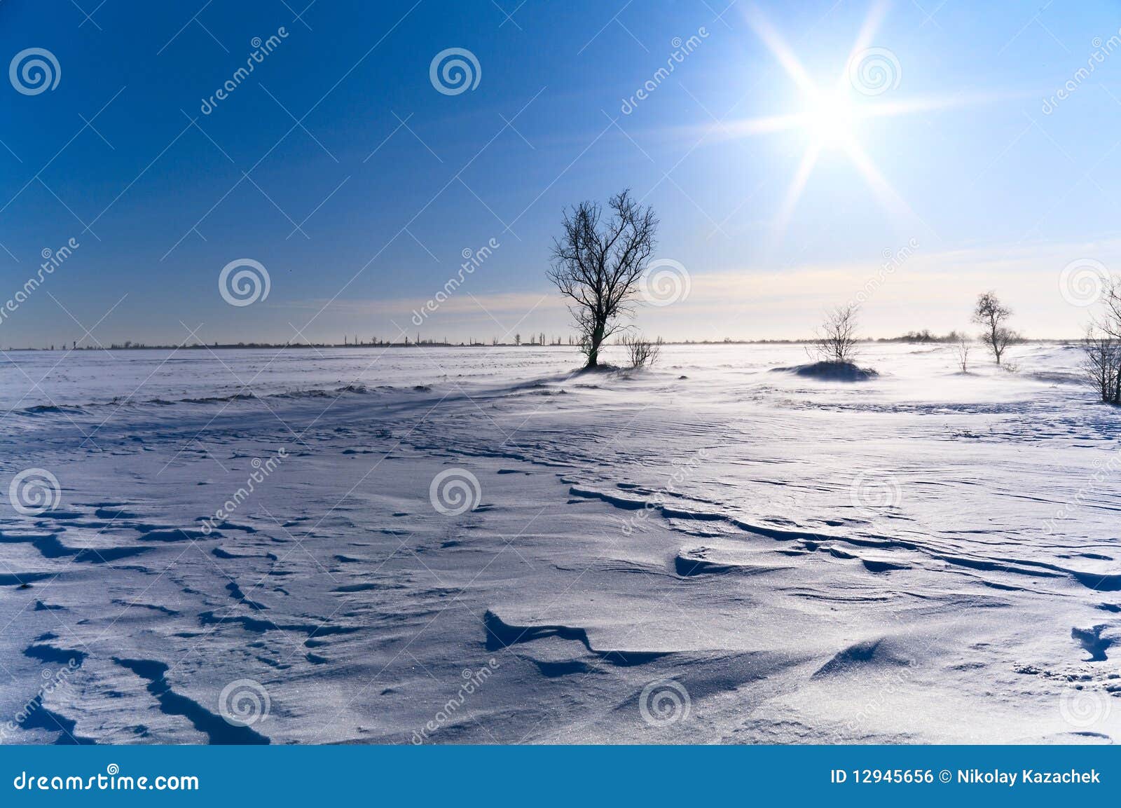 Albero in Un Campo Innevato Fotografia Stock - Immagine di stella ...