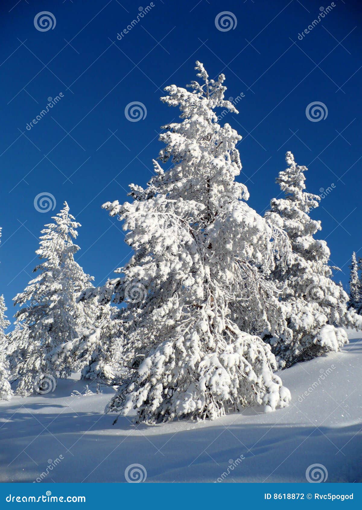Albero in una neve 4 fotografia stock. Immagine di stagionale - 8618872