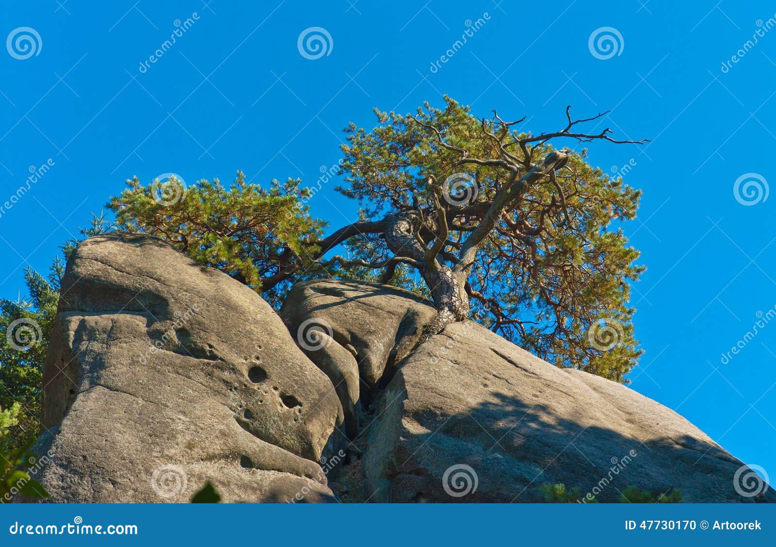 Albero in una roccia fotografia stock. Immagine di collina - 47730170