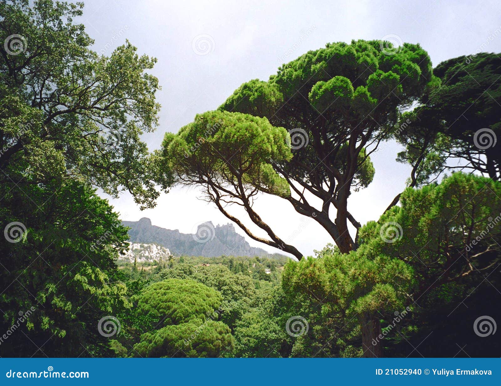 Albero verde fotografia stock. Immagine di splendido - 21052940