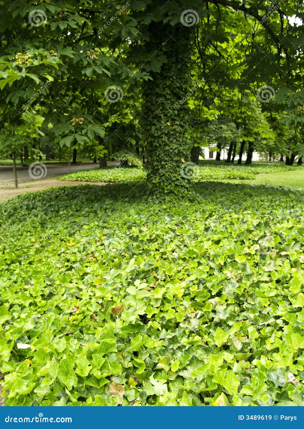 Albero verde immagine stock. Immagine di erba, ambiente - 3489619