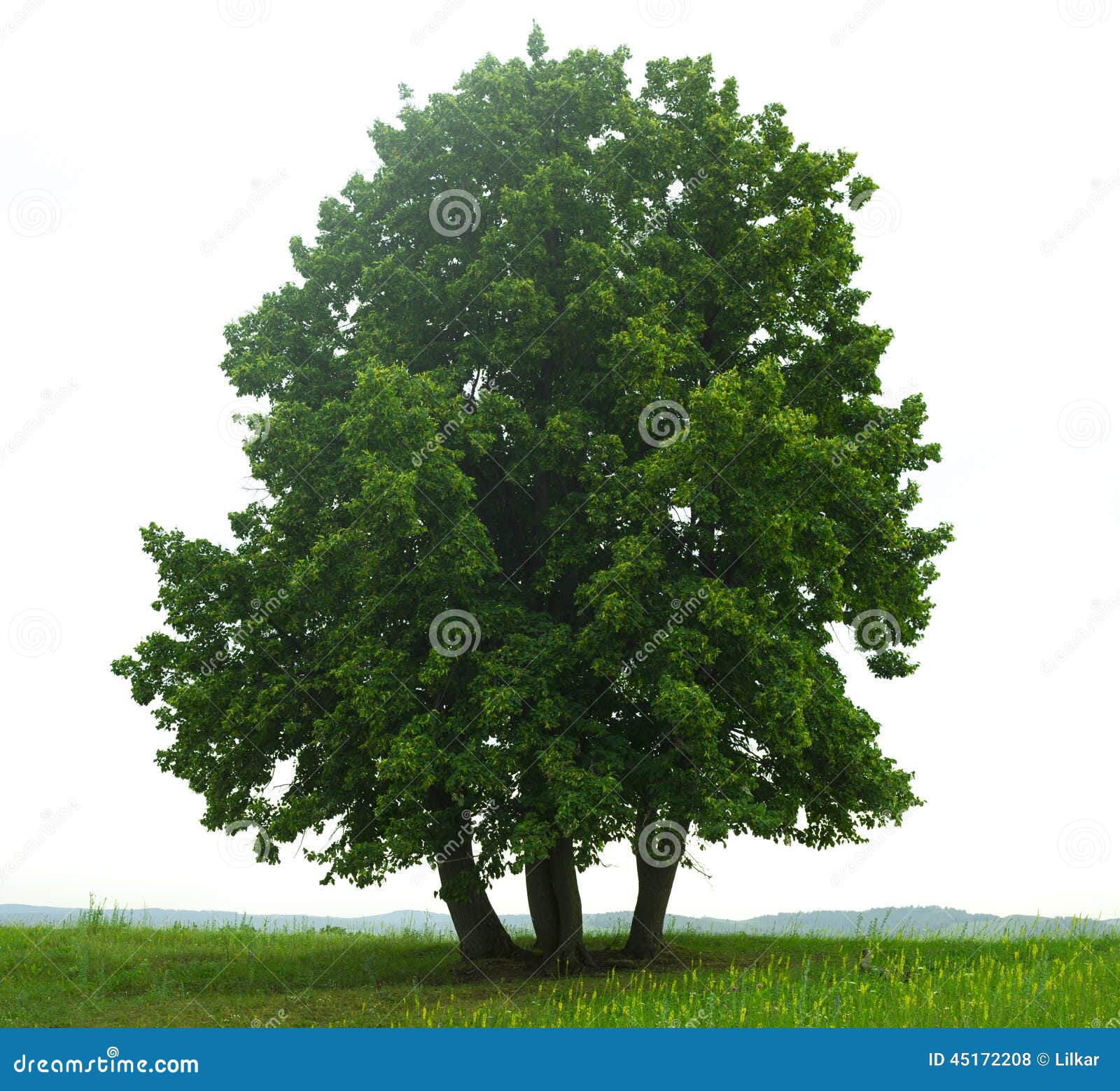 Albero verde fotografia stock. Immagine di albero, calce - 45172208