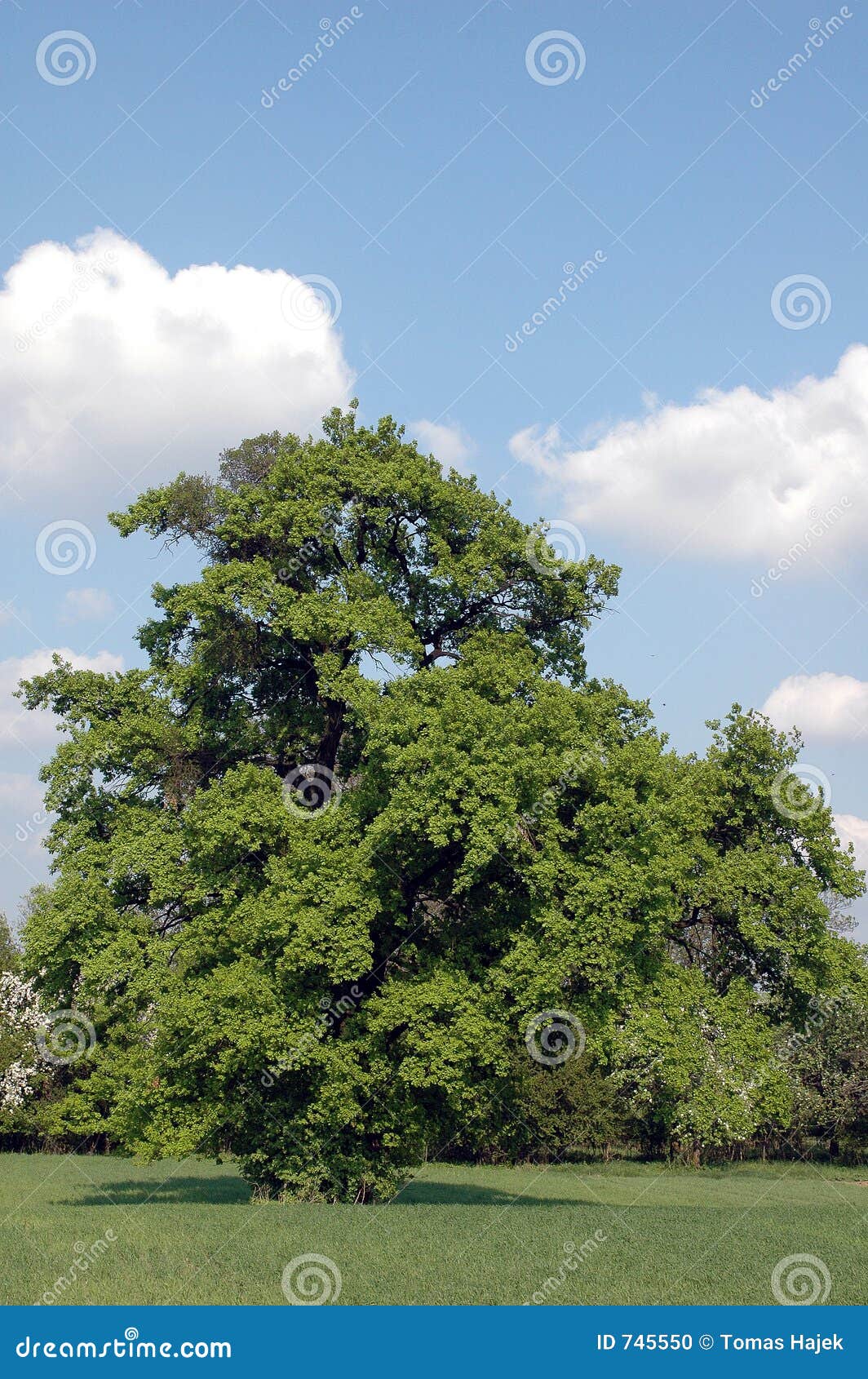 Albero verde fotografia stock. Immagine di fresco, cielo - 745550