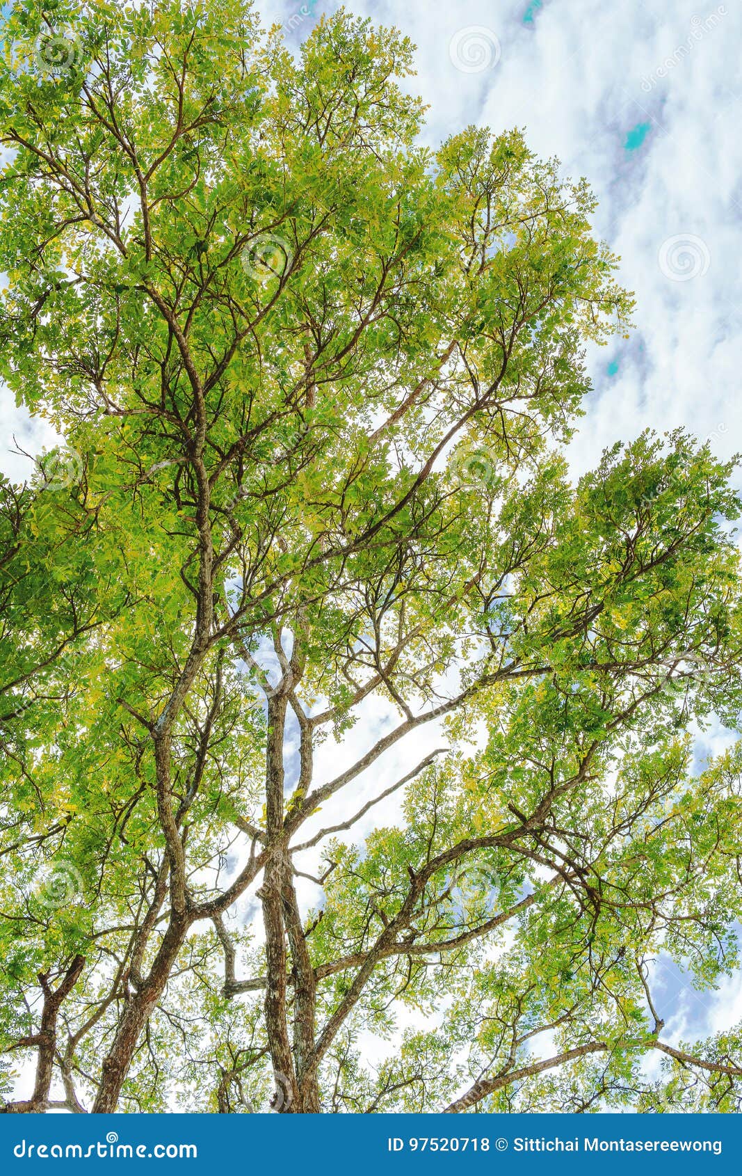 Albero verde con i rami fotografia stock. Immagine di pianta - 97520718