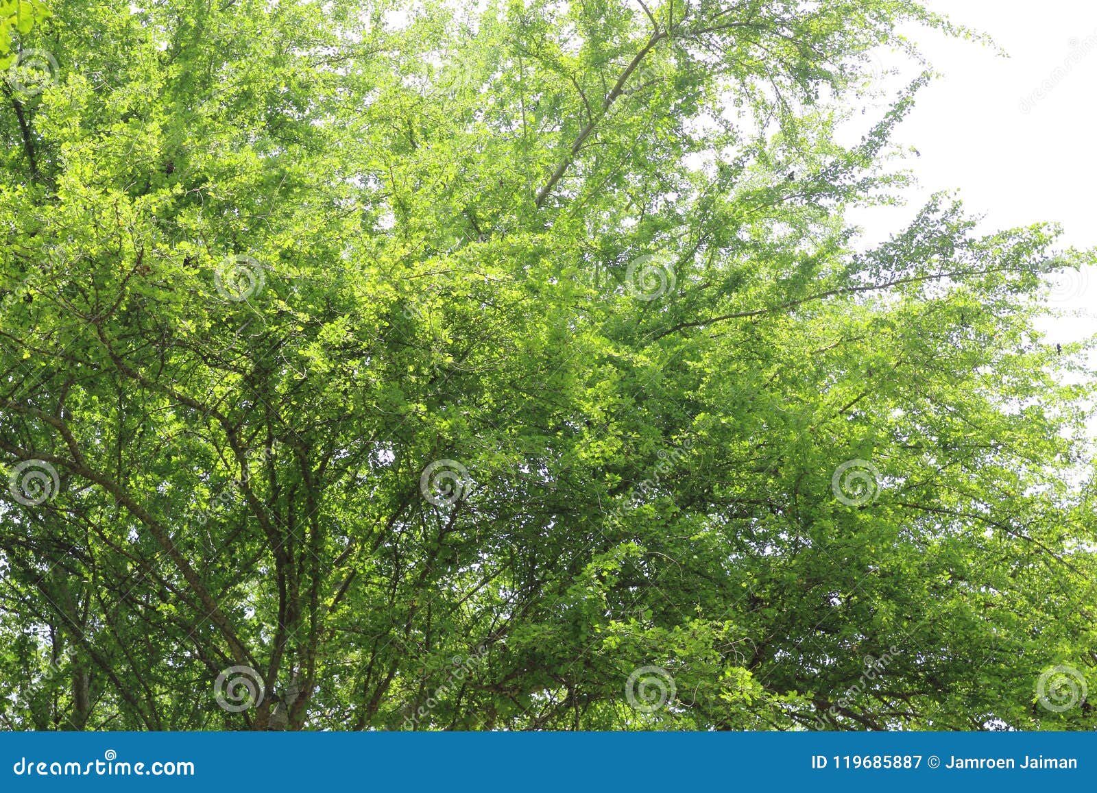 Albero Verde Con I Rami E Le Foglie Immagine Stock - Immagine di ...