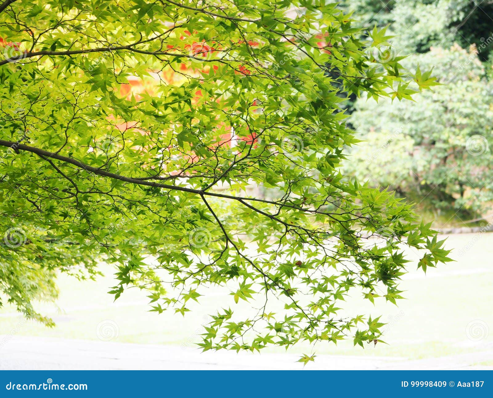Albero Verde Del Ramo Dell'acero Immagine Stock - Immagine di ...